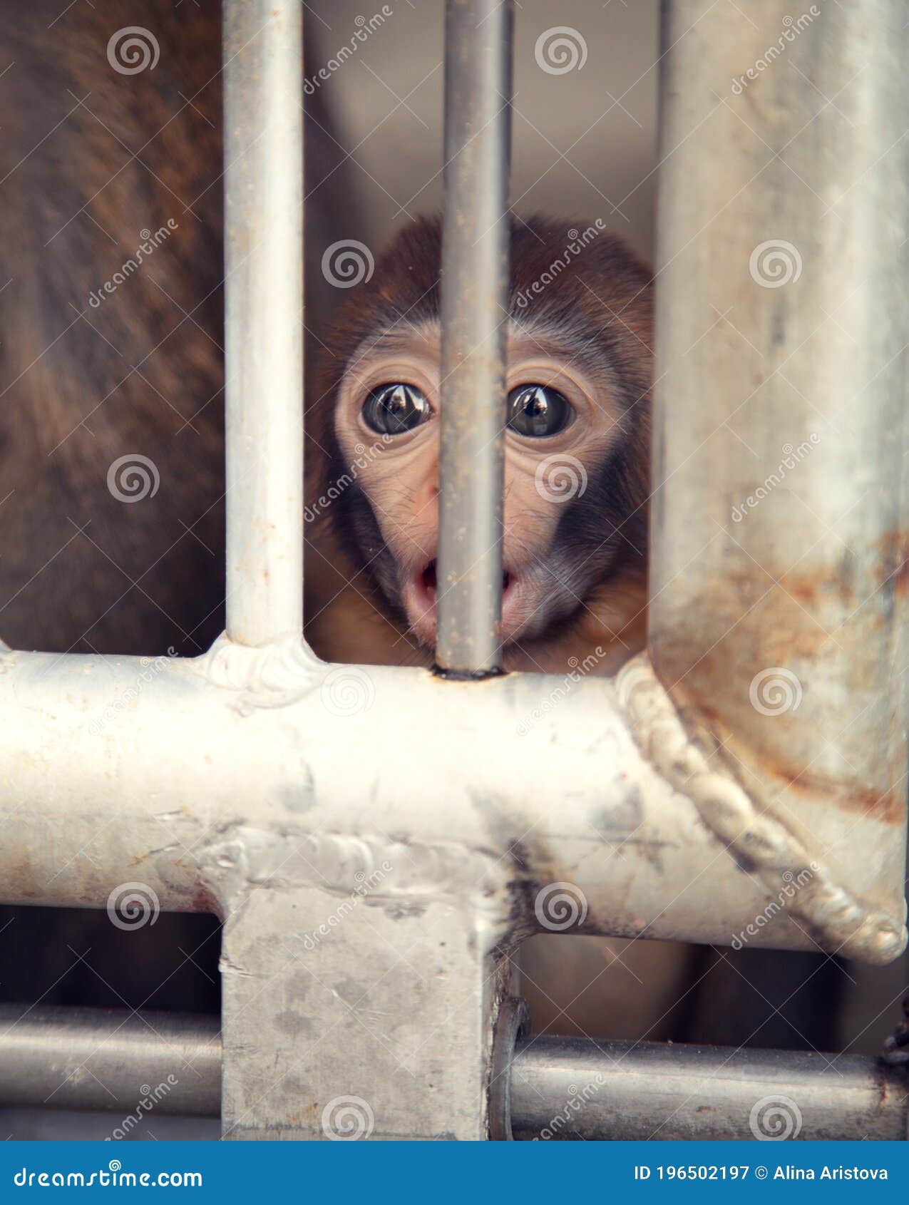 Rib Cage Of Human Skeleton Royalty-Free Stock Photo | CartoonDealer.com ...