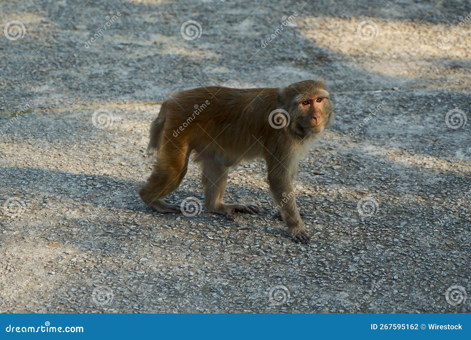Macaca Mulatta Monkey Waking on Asphalt Ground with Sunlight Stock ...
