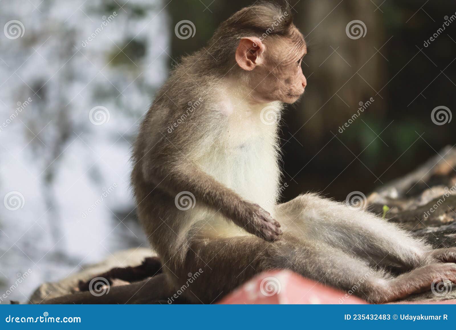 (macaca Radiata) a Monkey Sitting on the Ground Watching Stock Image ...