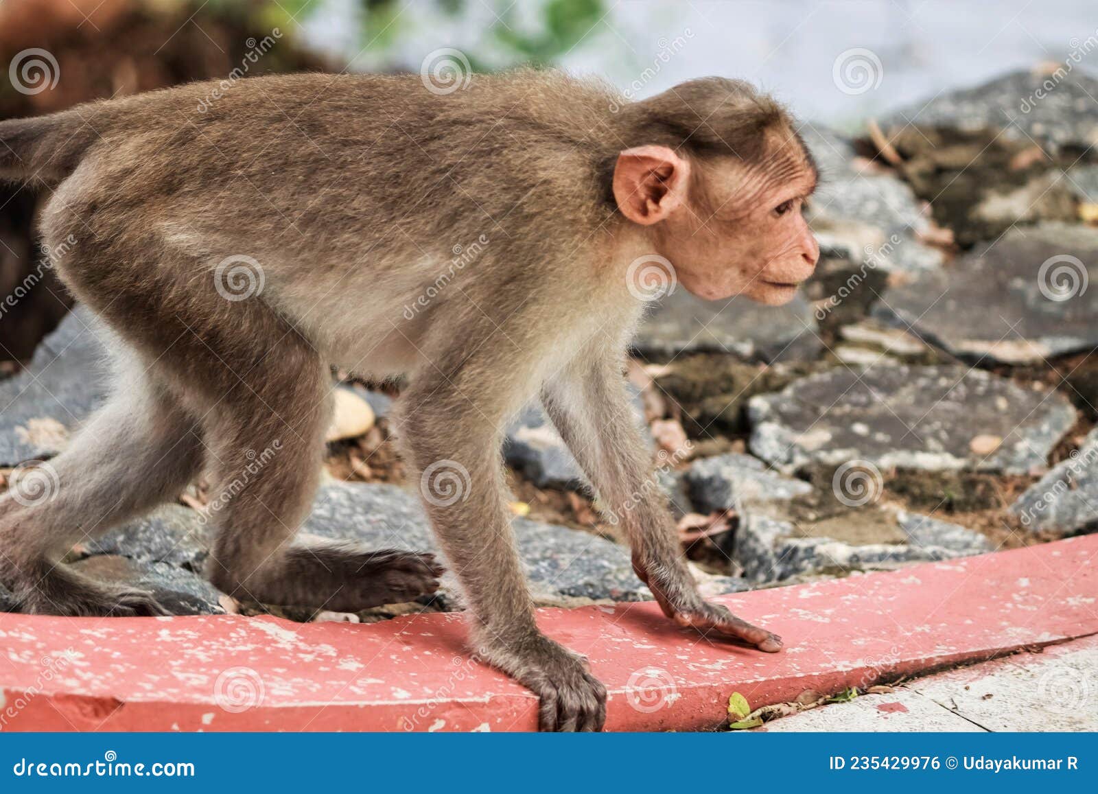 (macaca Radiata) a Monkey Standing on the Ground Watching Stock Photo ...