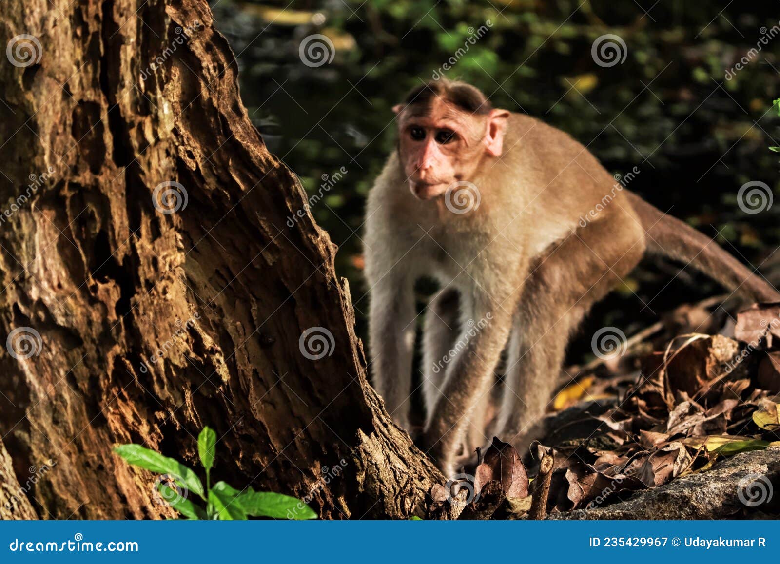 (macaca Radiata) a Monkey Stands Near a Tree Stock Image - Image of ...