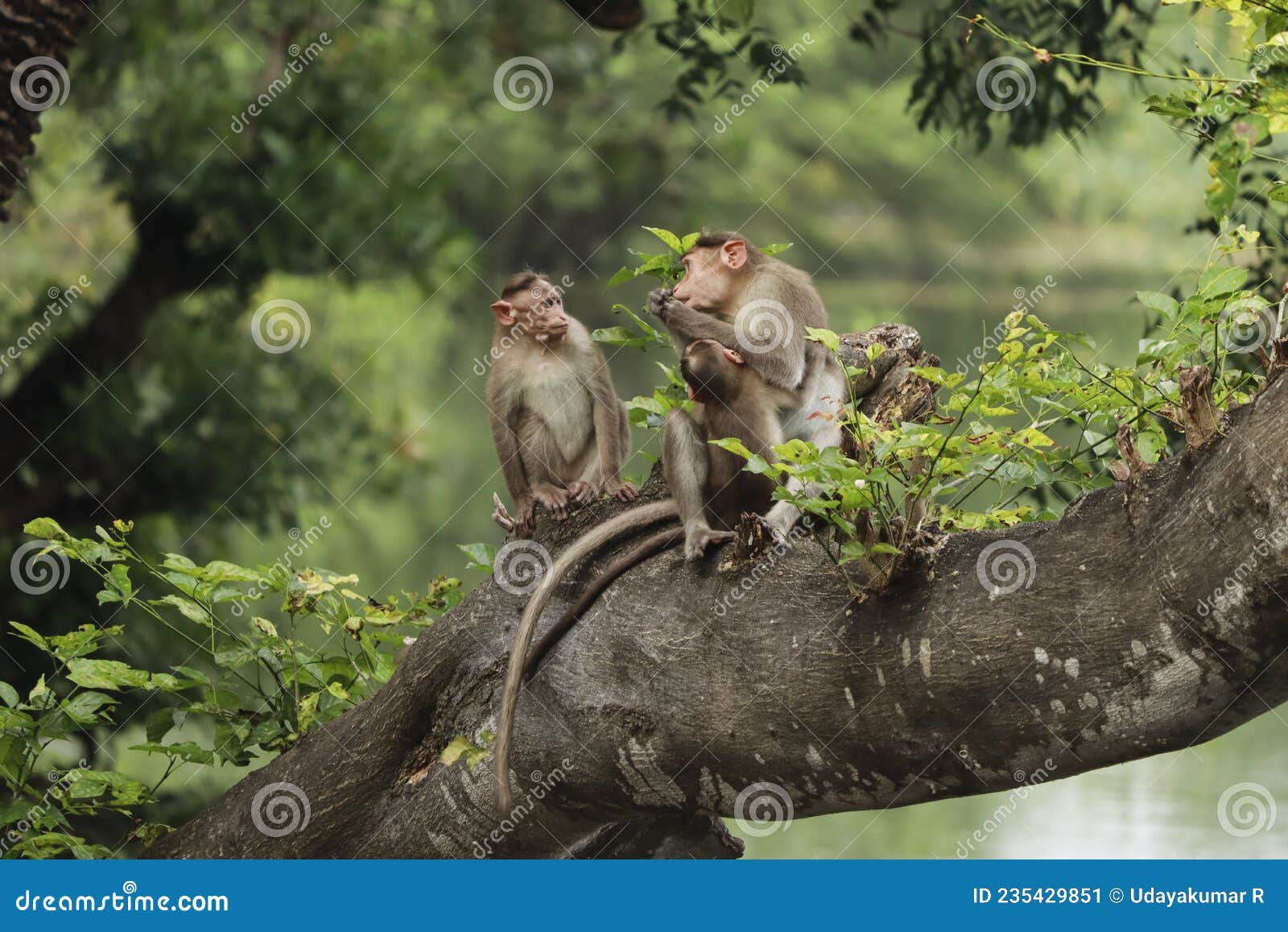 (macaca Radiata) a Mother Monkey with Her Cub and Another Monkey Stock ...