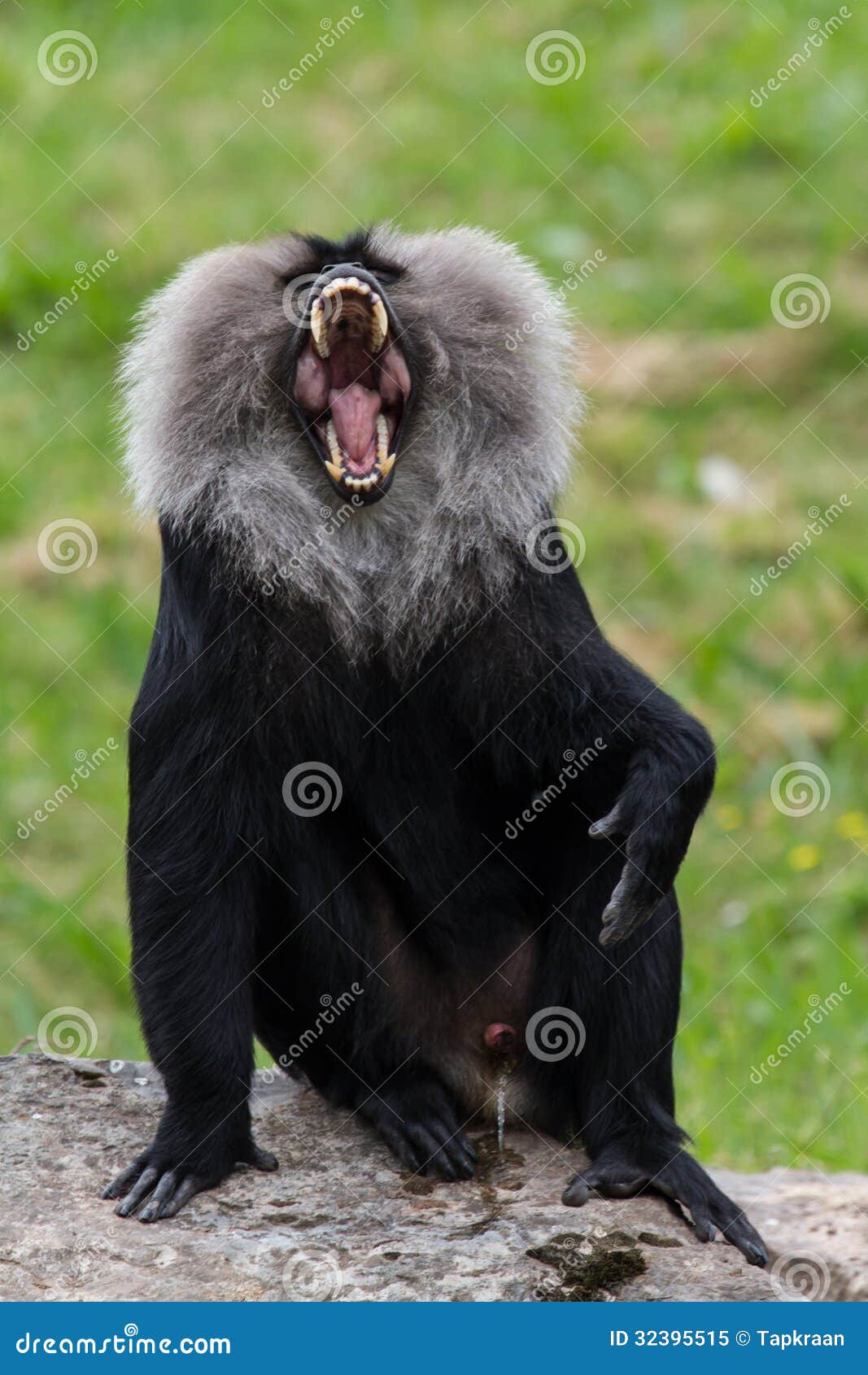 Macaca silenus stock image. Image of posing, fauna, wildlife - 32395515