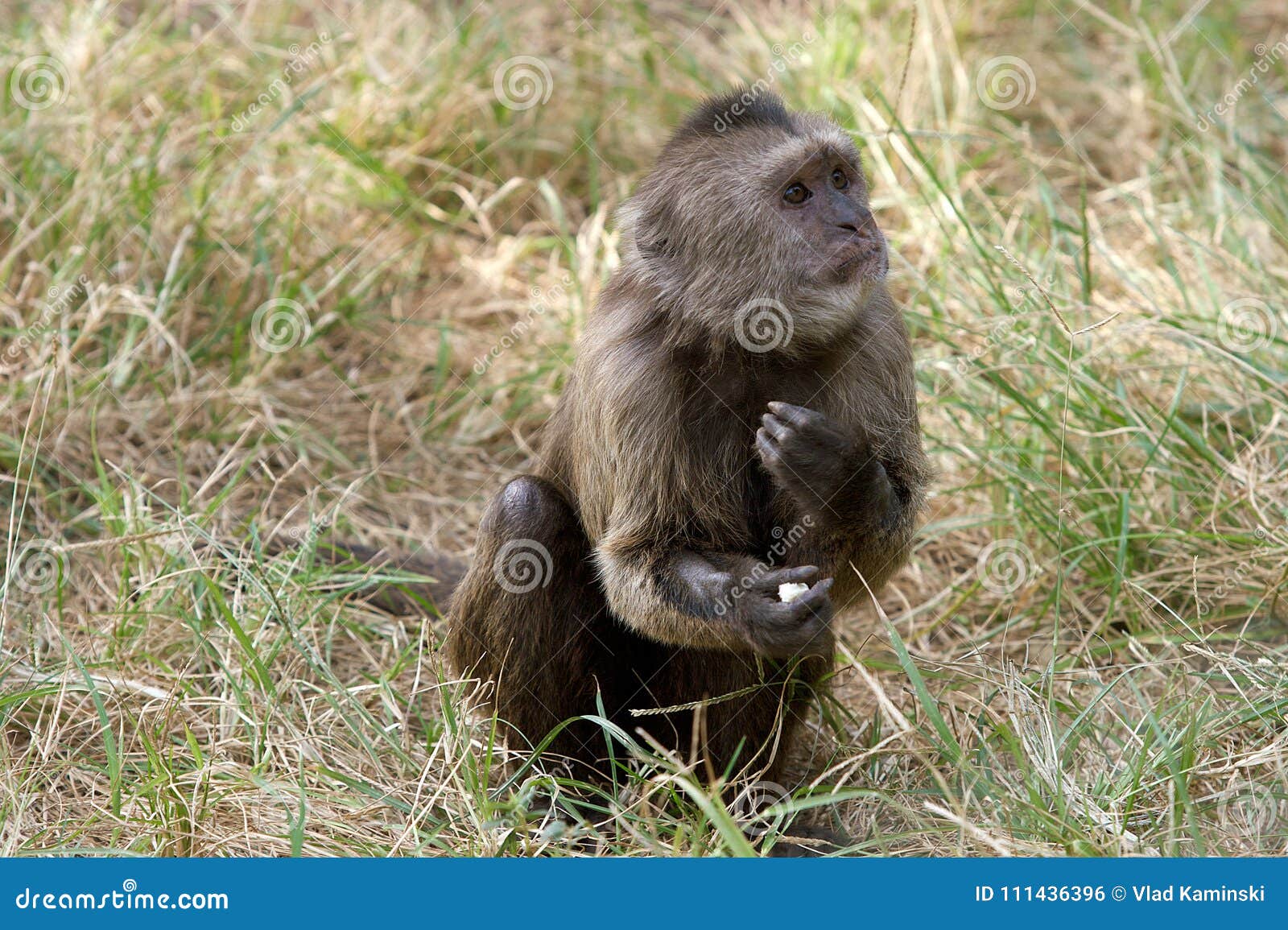 Macaco foto de stock. Imagem de pele, fauna, macaco - 111436396