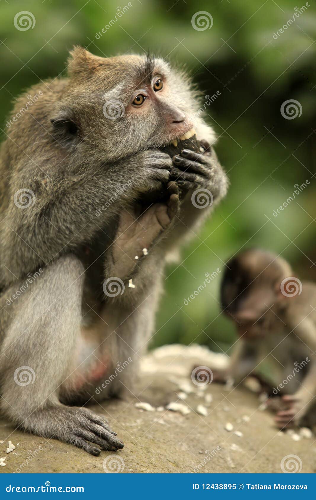 Macaco imagem de stock. Imagem de indonésia, coco, endangered - 12438895