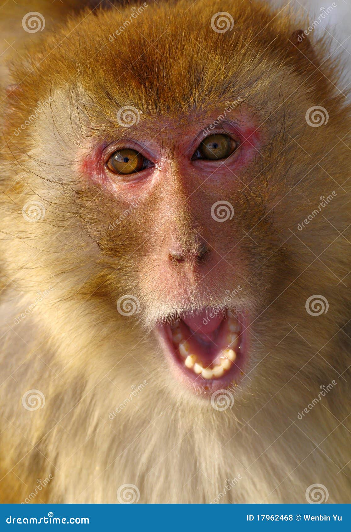 Macaco foto de stock. Imagem de selvagem, animal, macacos - 17962468