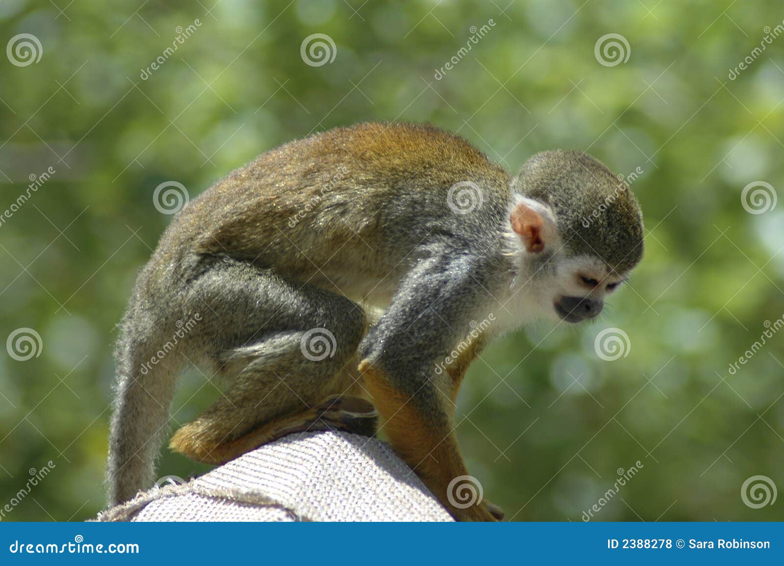 Macaco foto de stock. Imagem de divertimento, personalidade - 2388278