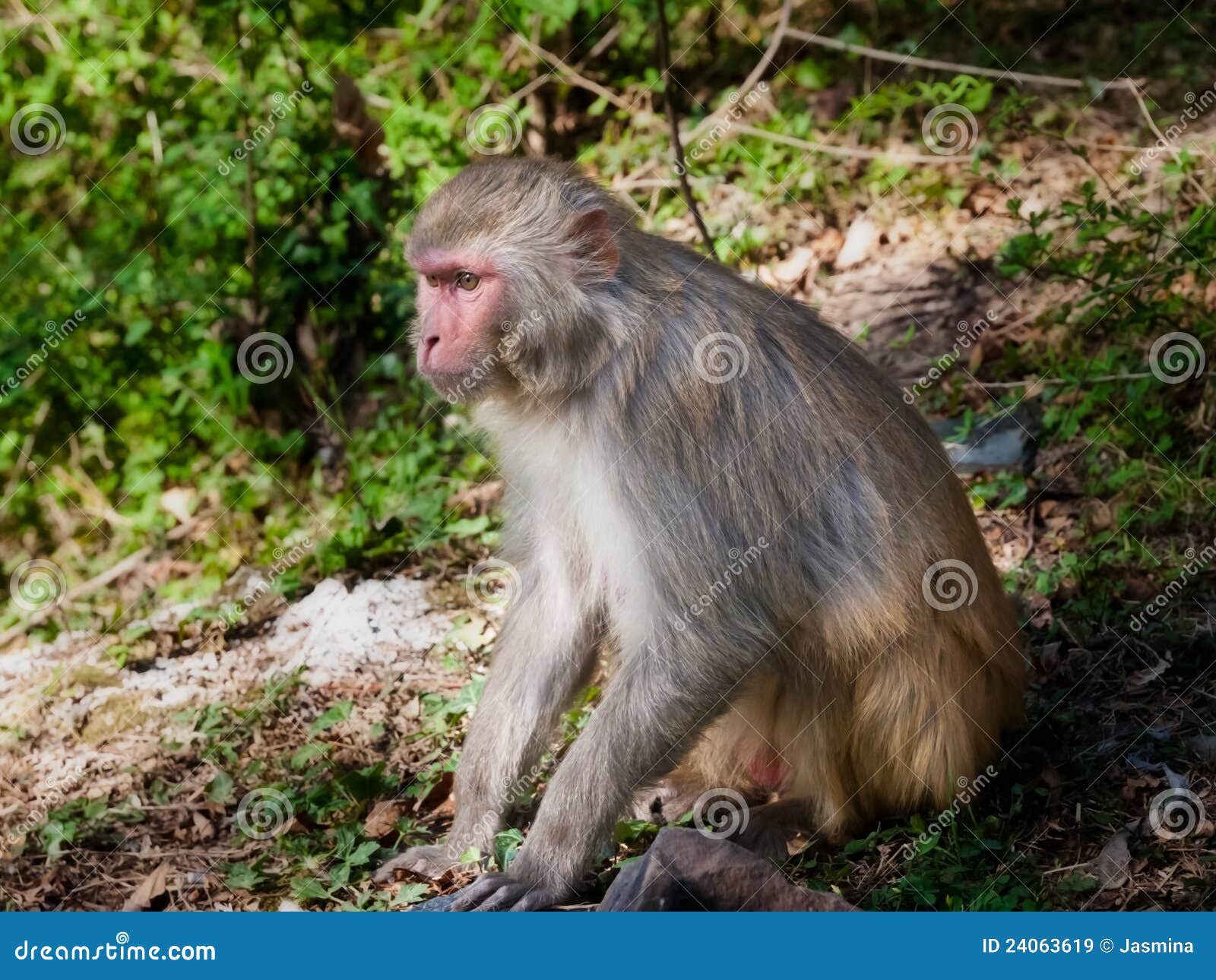 Macaco imagem de stock. Imagem de selvagem, turismo, macaco - 24063619