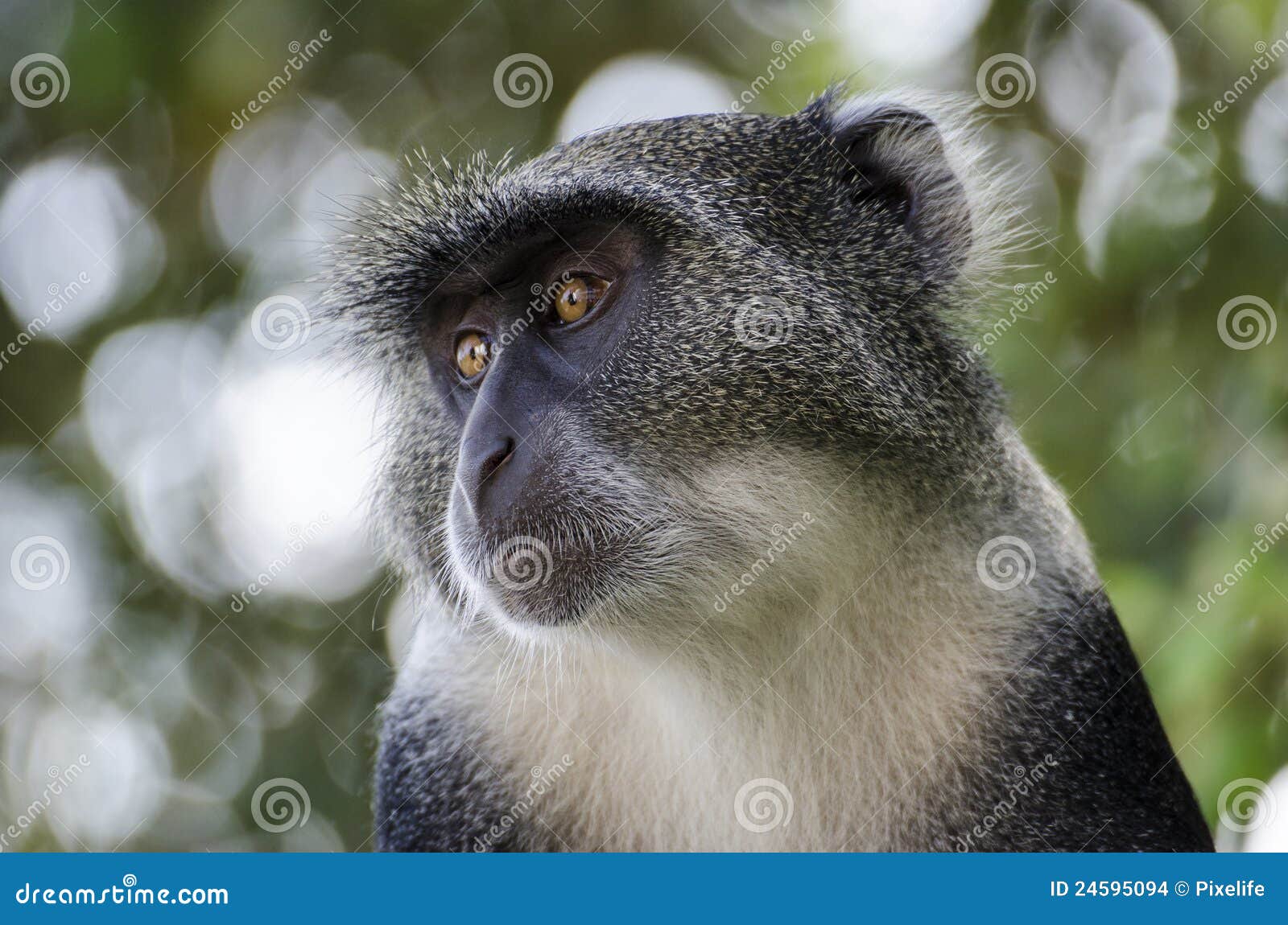 Macaco foto de stock. Imagem de cabelo, exotic, embrace - 24595094