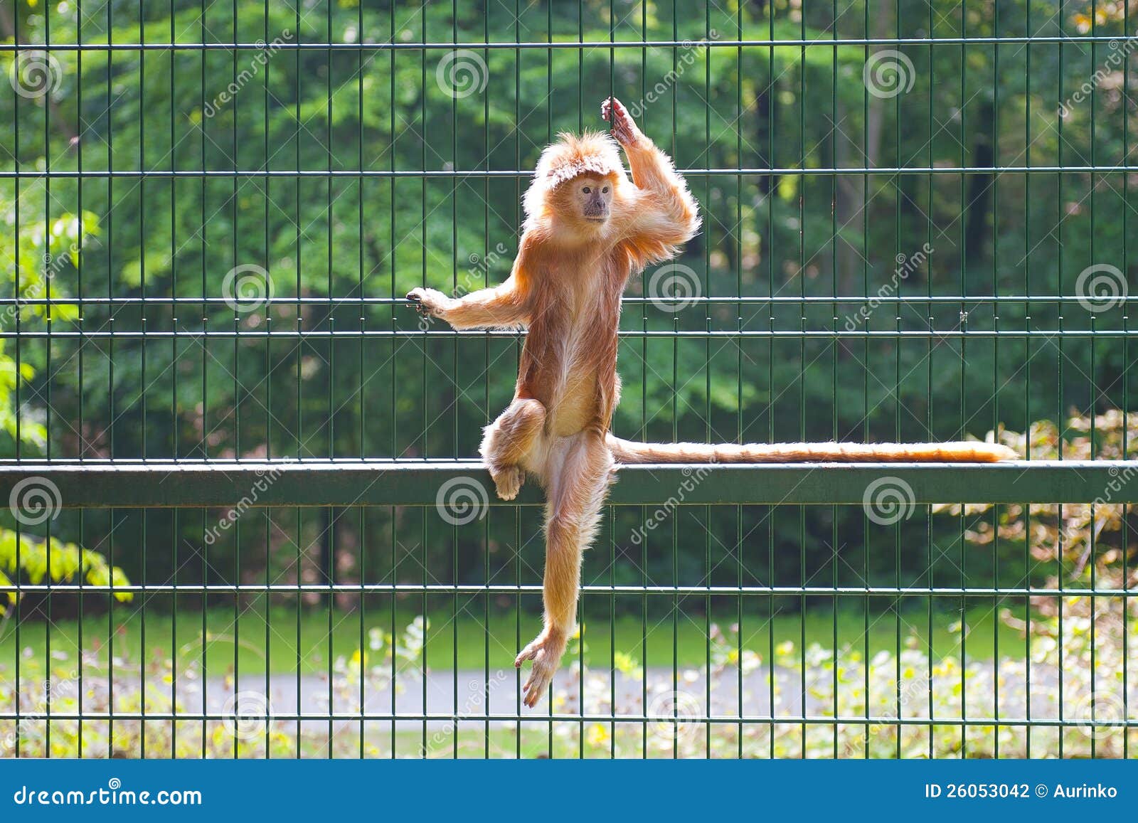Macaco foto de stock. Imagem de captiveiro, olhar, animal - 26053042