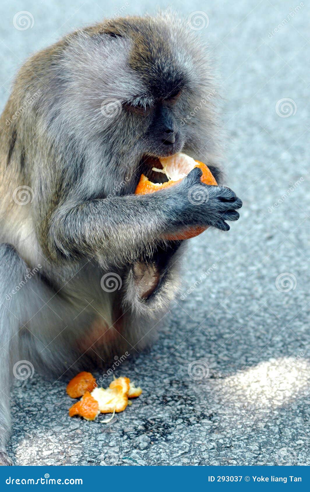 Macaco imagem de stock. Imagem de alimento, comer, isolado - 293037