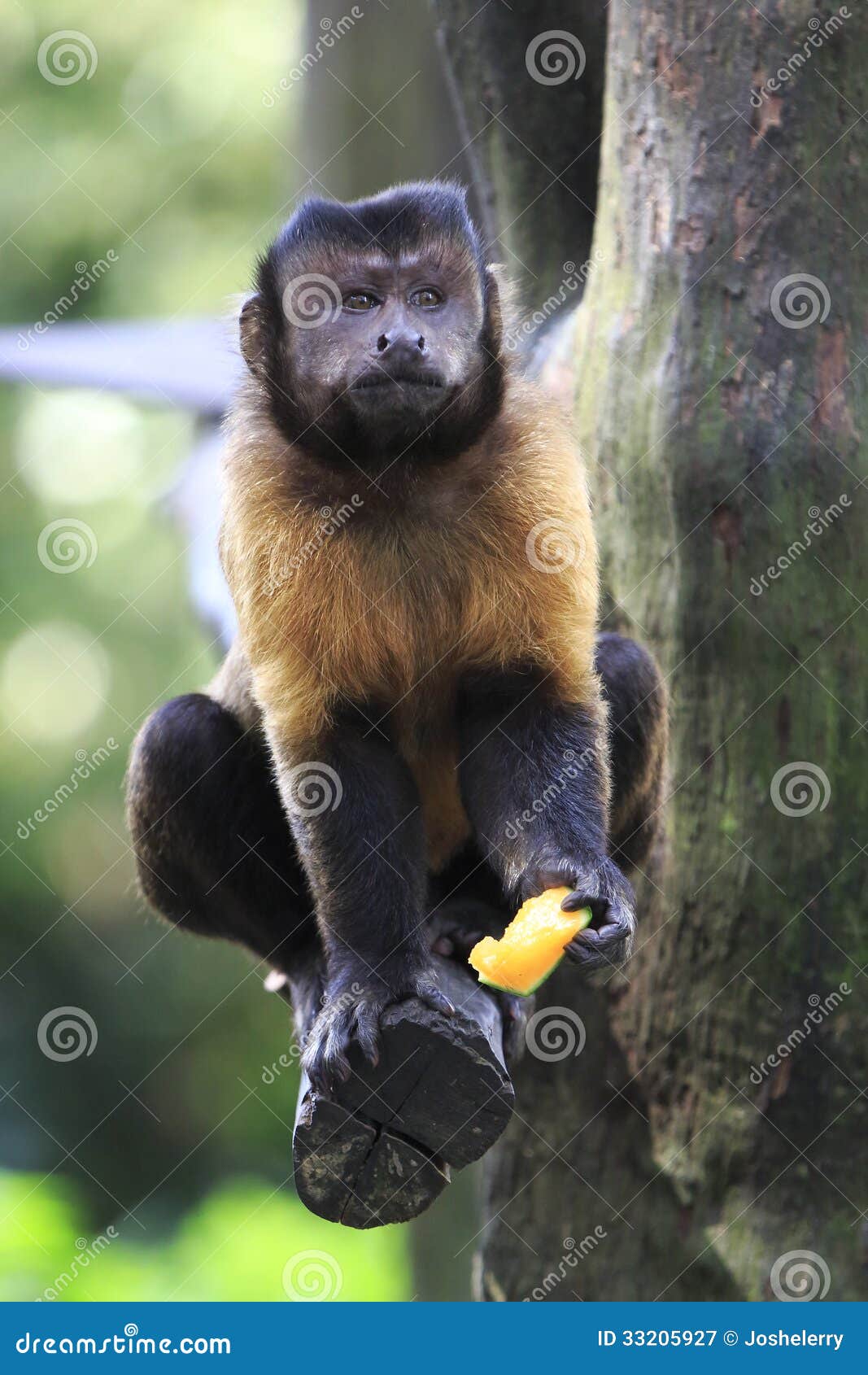 Macaco 5 immagine stock. Immagine di bestia, scimmia - 33205927