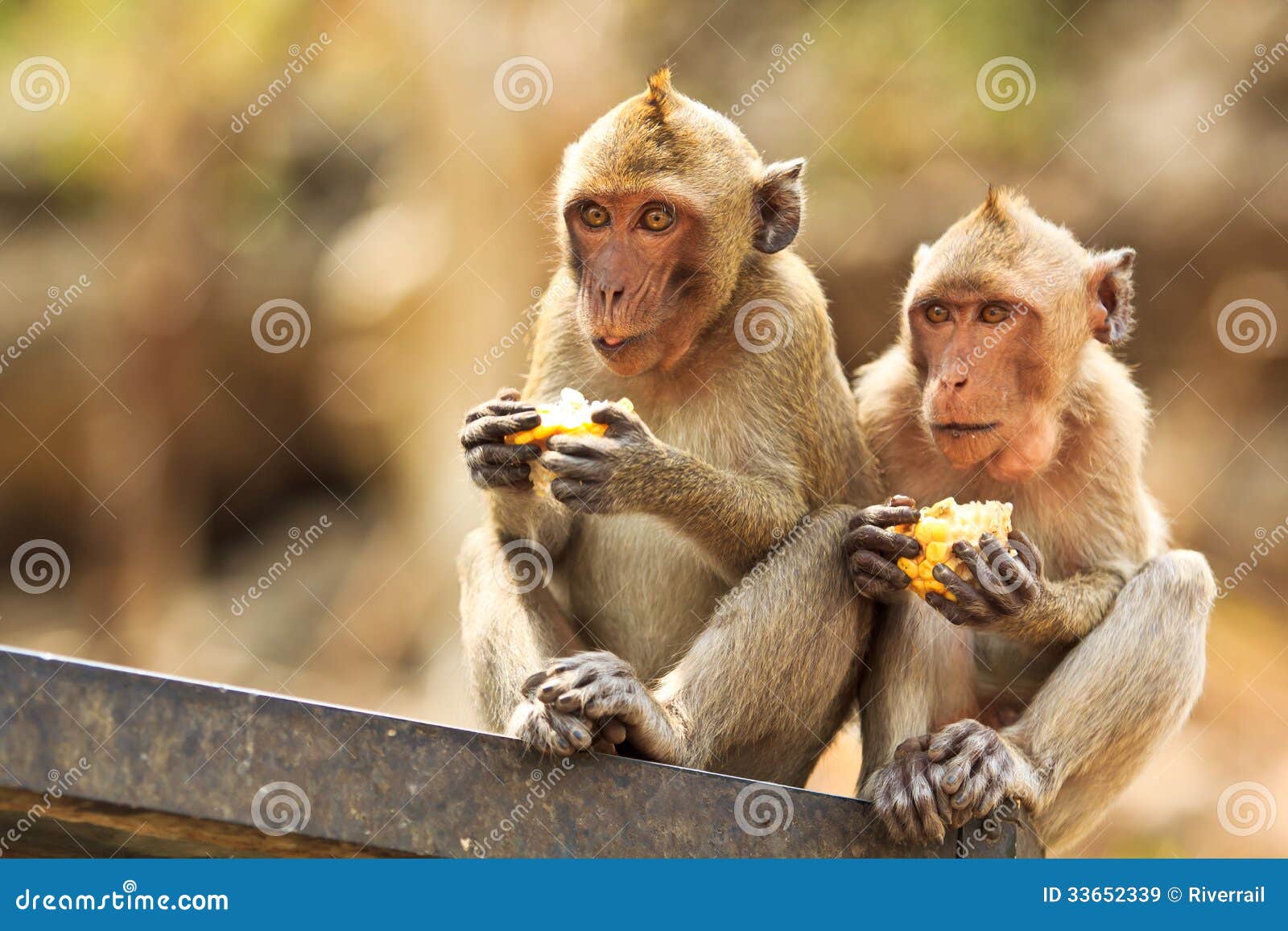 Macaco imagem de stock. Imagem de endangered, floresta - 33652339