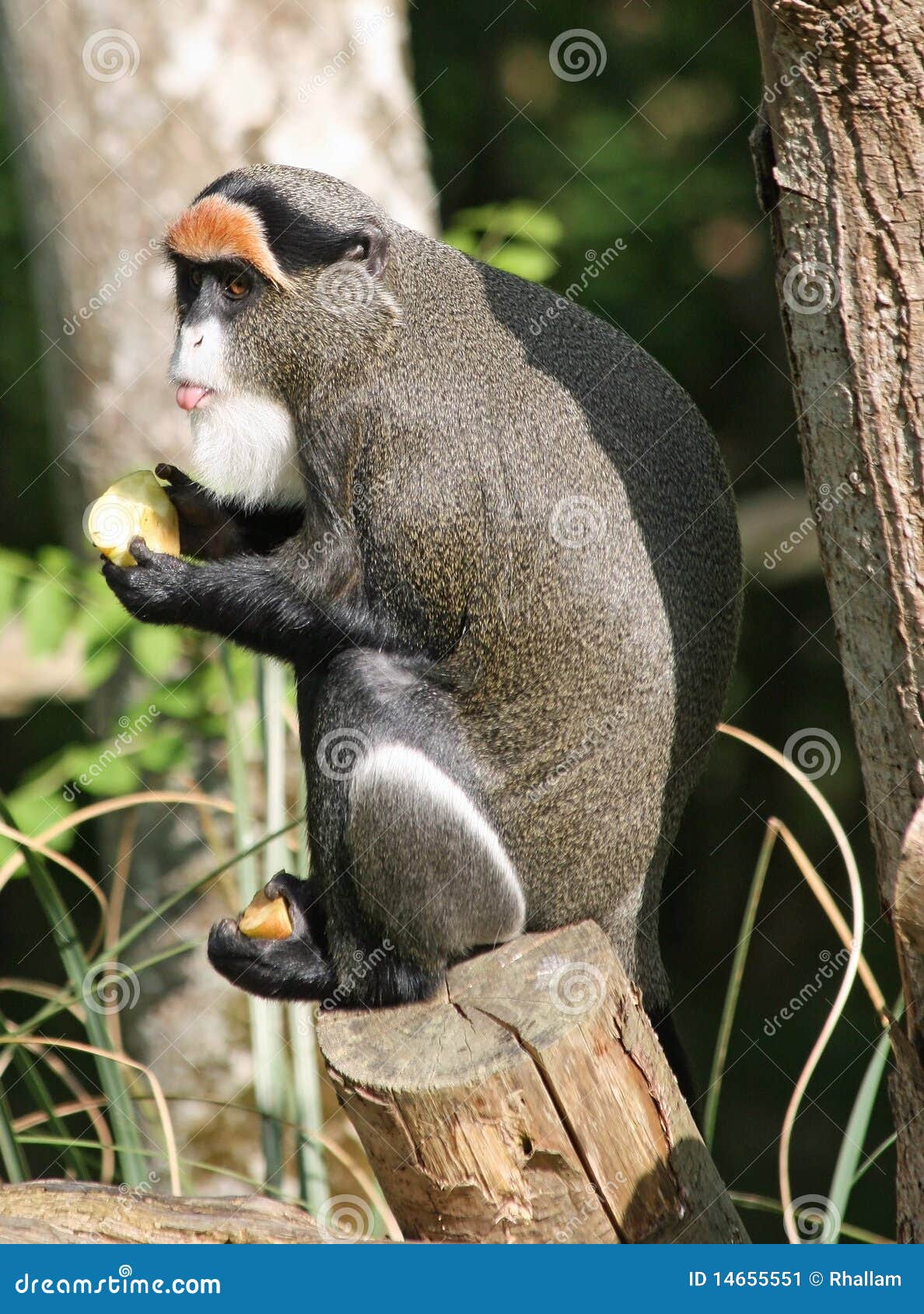 Macaco 4 de De Brazza imagem de stock. Imagem de animal - 14655551