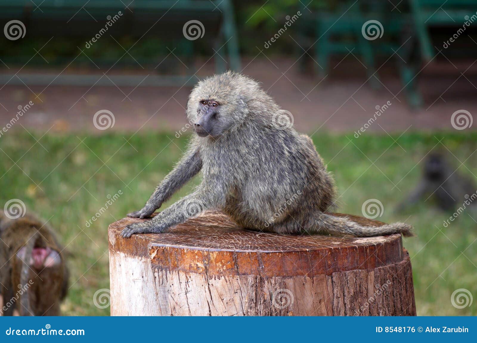 Macaco africano do babuíno foto de stock. Imagem de macaco - 8548176