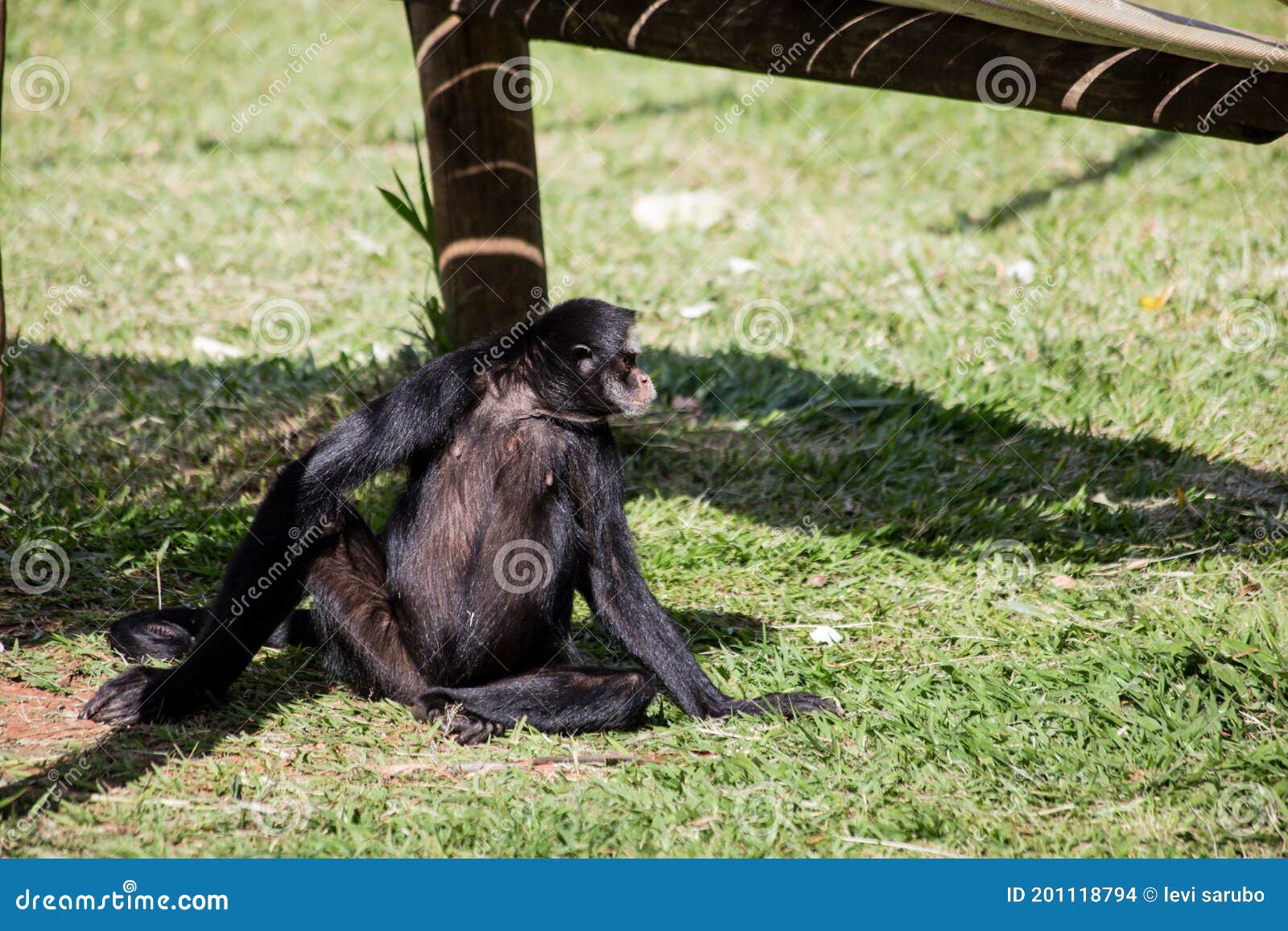 Macaco-aranha Deitado Na Grama Foto de Stock - Imagem de nave, fofofo ...