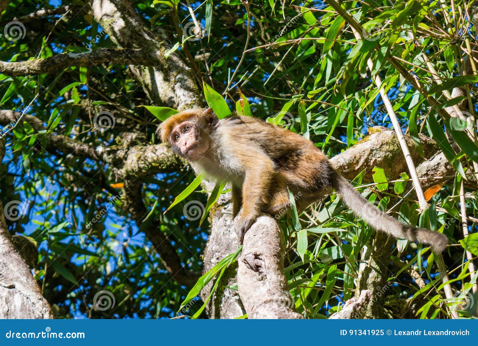 Macaco Assustado Que Senta-se Na árvore Imagem de Stock - Imagem de ...