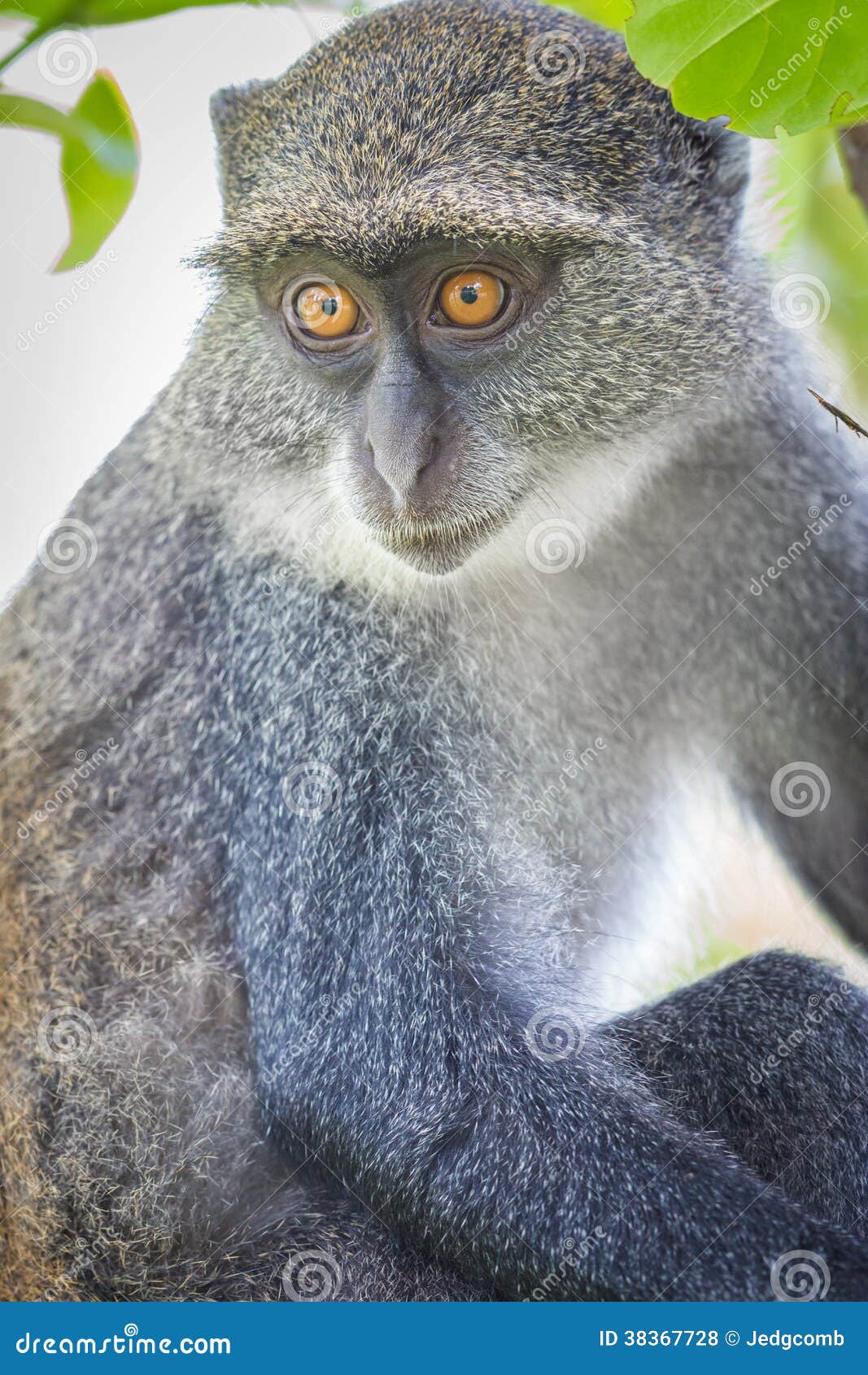 Macaco azul foto de stock. Imagem de azul, verde, cabelo - 38367728