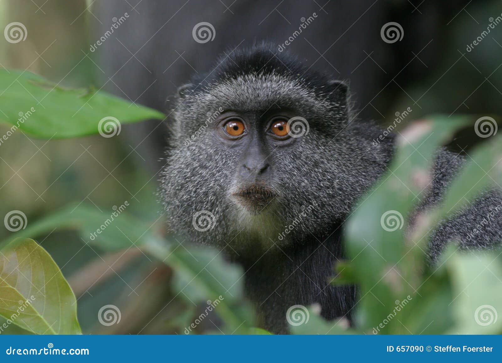 Macaco azul foto de stock. Imagem de olhos, cinzento, macaco - 657090