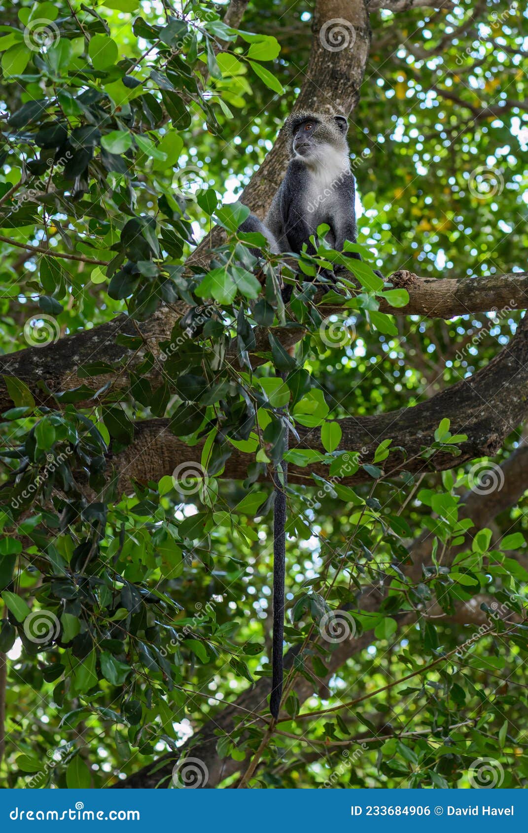 Macaco-azul Cercopithecus Mitis Foto de Stock - Imagem de verde, olhos ...