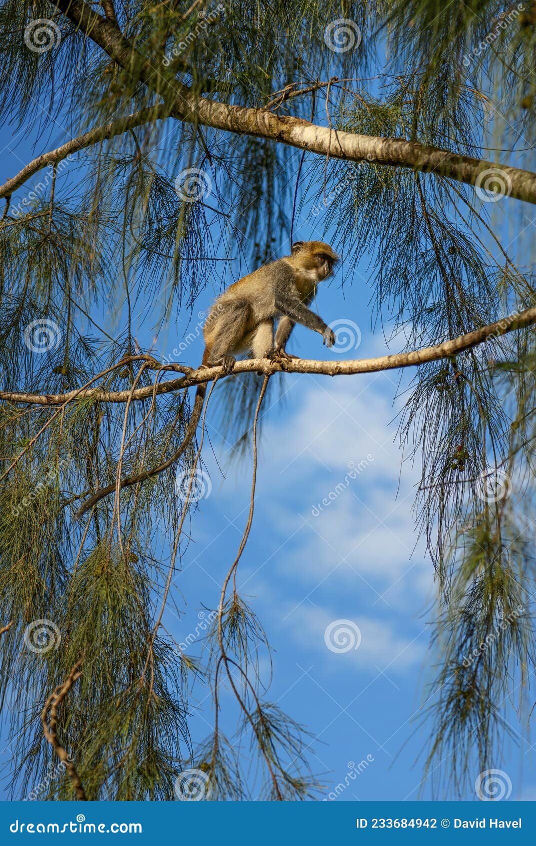 Macaco-azul Cercopithecus Mitis Foto de Stock - Imagem de uganda, longo ...