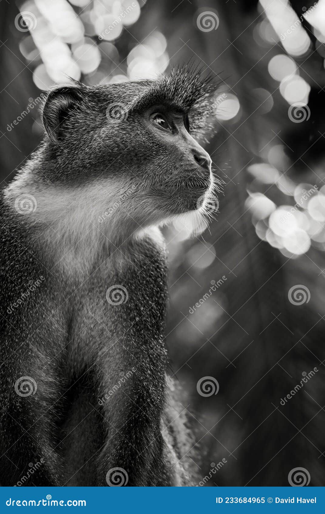 Macaco-azul Cercopithecus Mitis Imagem de Stock - Imagem de pele ...