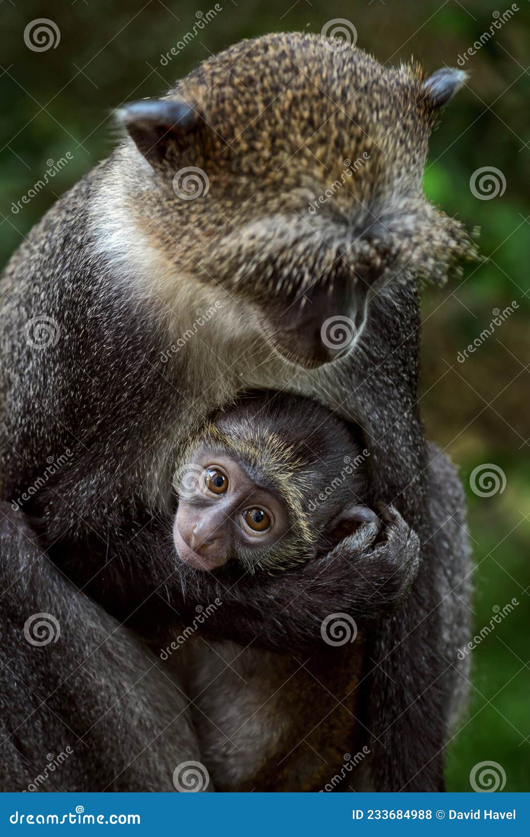Macaco-azul Cercopithecus Mitis Foto de Stock - Imagem de curso, nave ...