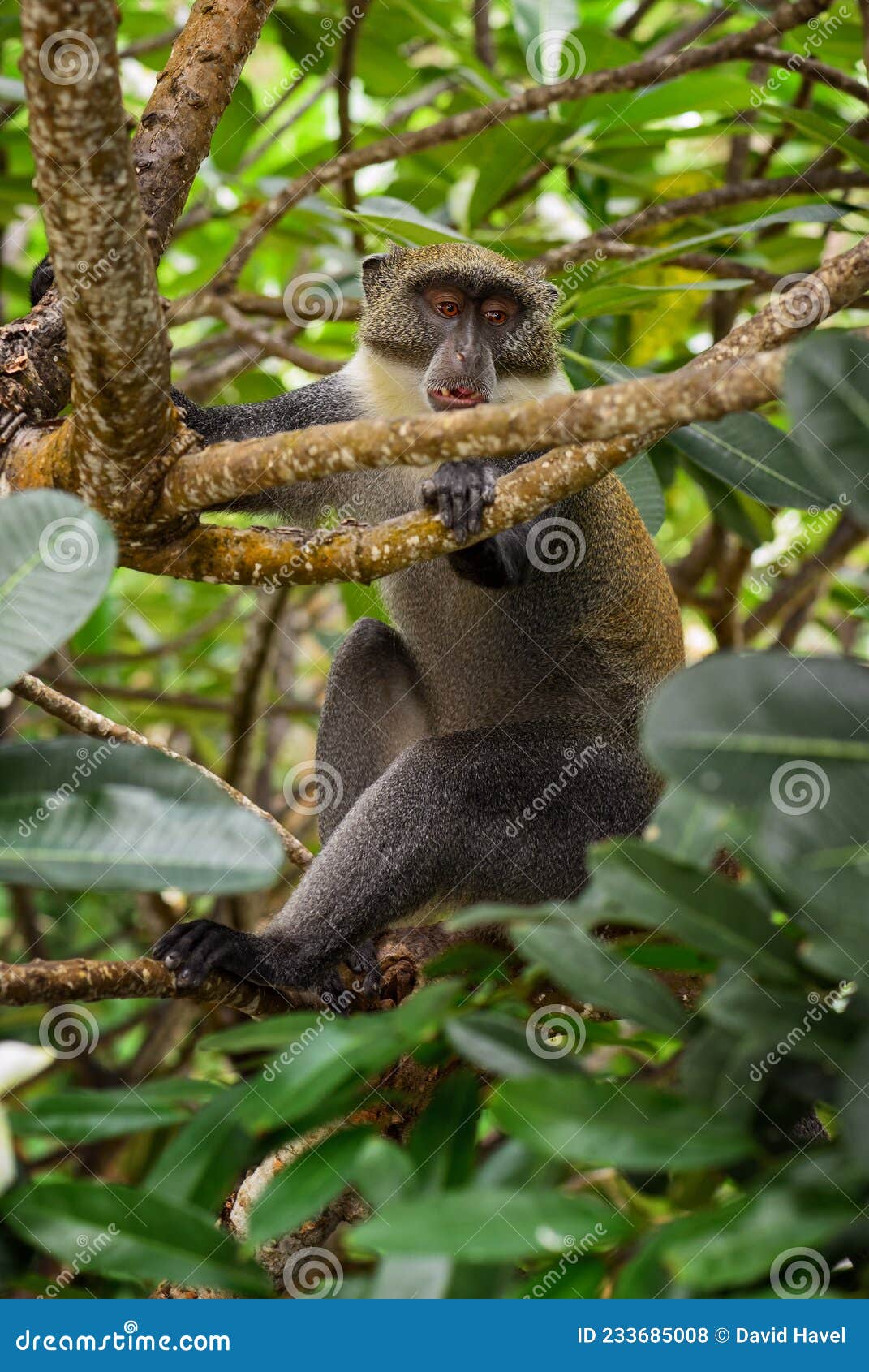 Macaco-azul Cercopithecus Mitis Foto de Stock - Imagem de africano ...