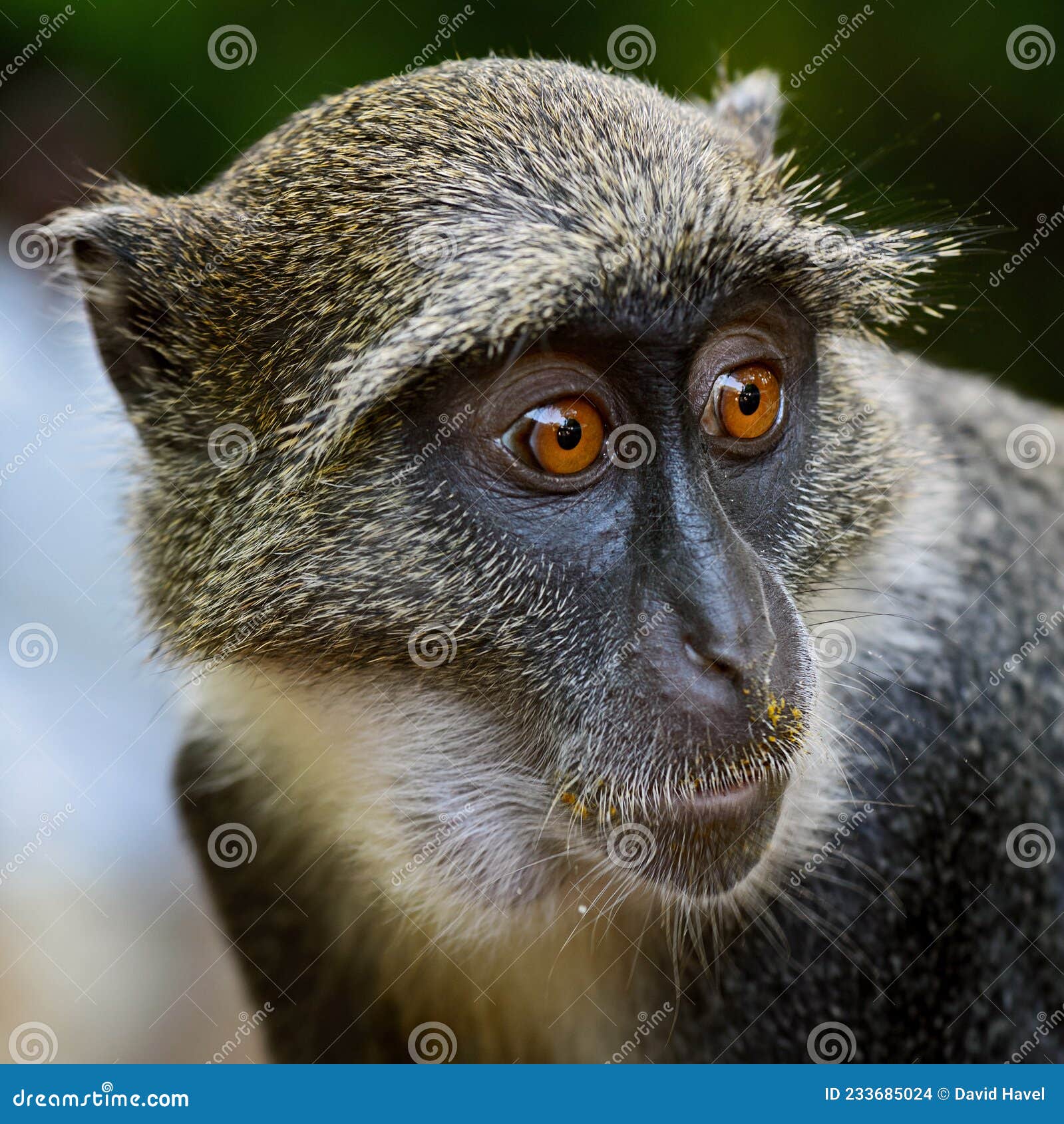 Macaco-azul Cercopithecus Mitis Foto de Stock - Imagem de cinzento ...