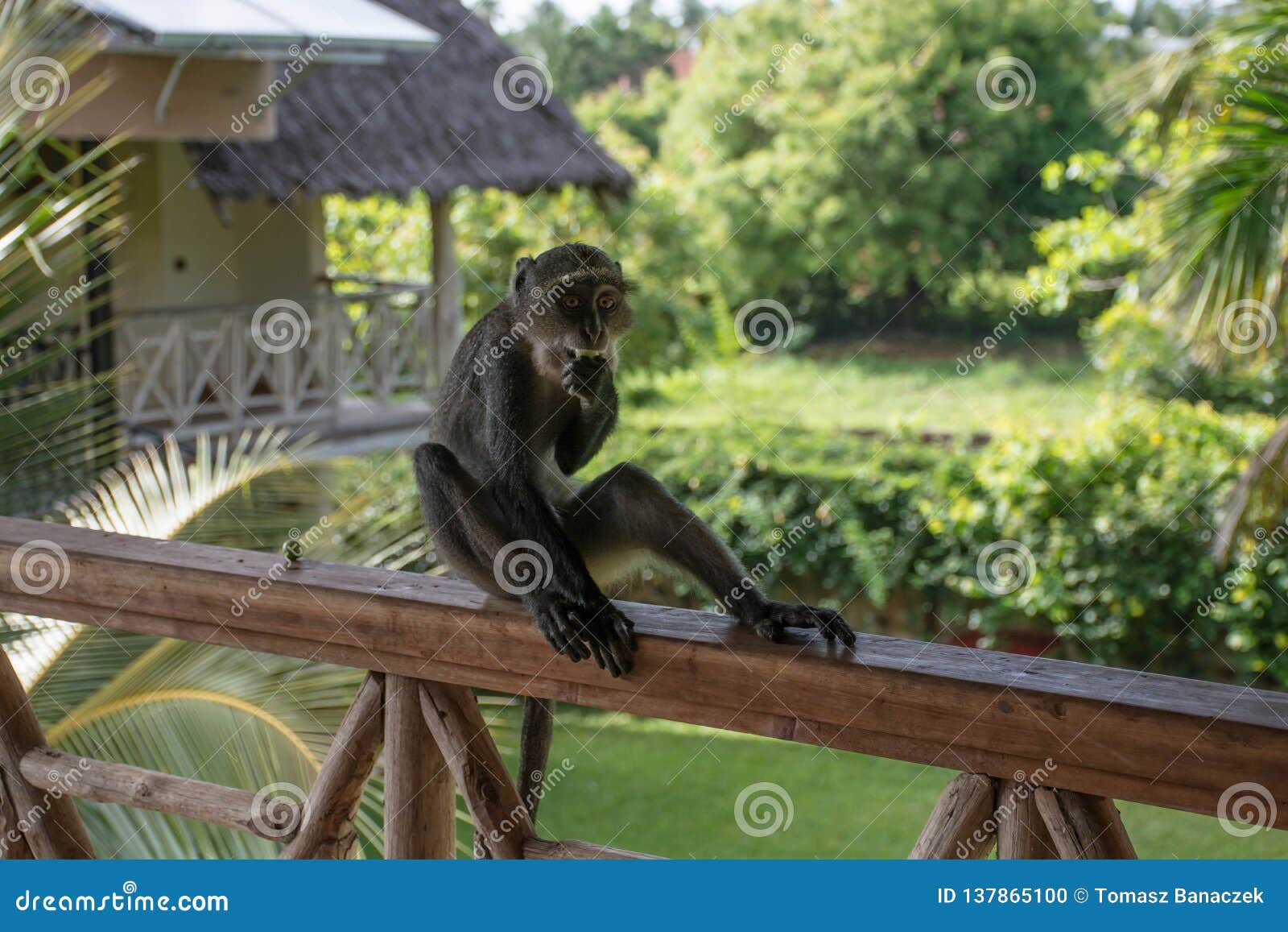Macaco Azul Em Kenya Perto Do Mitis Do Cercopithecus Da Costa Da Praia ...