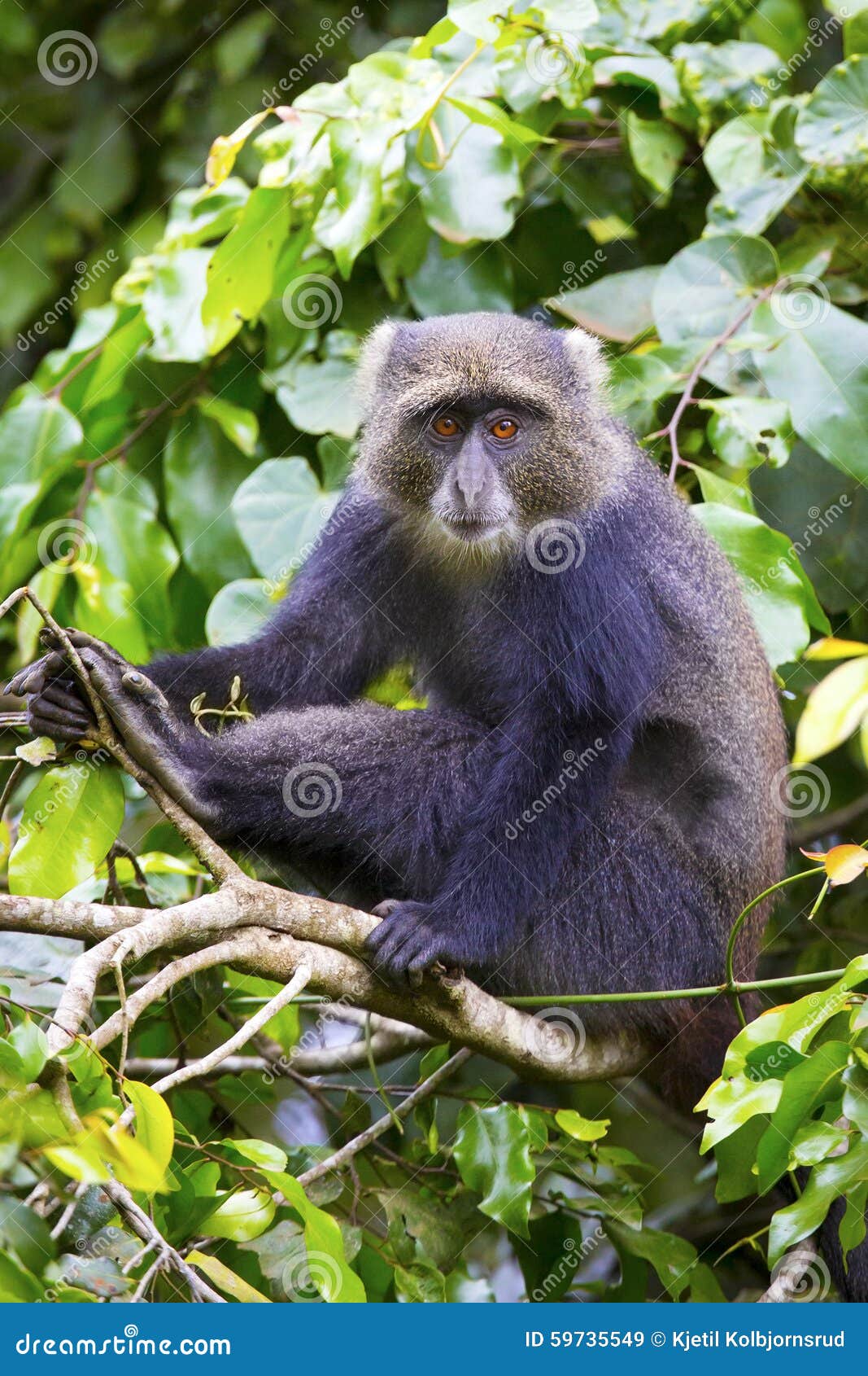 Macaco Azul Que Senta-se Na árvore Imagem de Stock - Imagem de ambiente ...