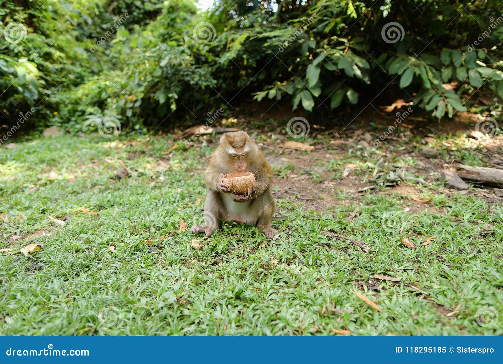 Macaco Bonito Pequeno Que Senta-se Na Grama E Que Come O Coco Imagem de ...