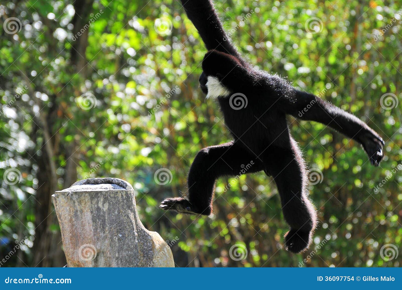 Macaco Branco-cheeked Masculino De Gibbon (Nomascus) Foto de Stock ...