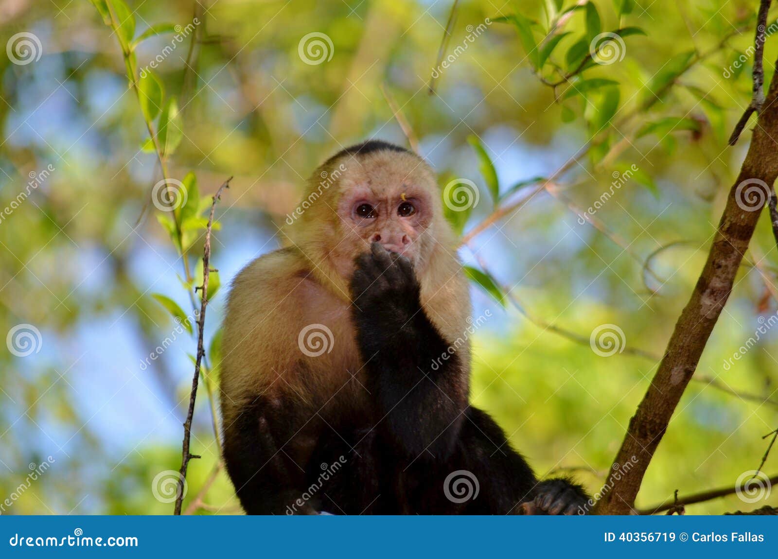 Macaco branco da cara imagem de stock. Imagem de costela - 40356719