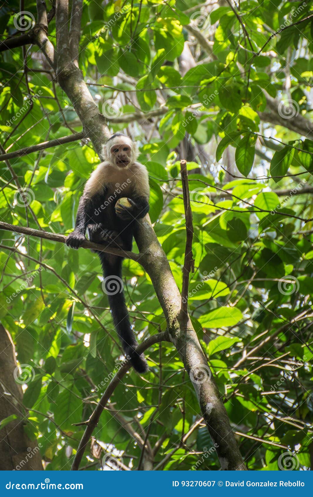 Macaco Branco-dirigido Com Um Fruto Em Corcovado Imagem de Stock ...