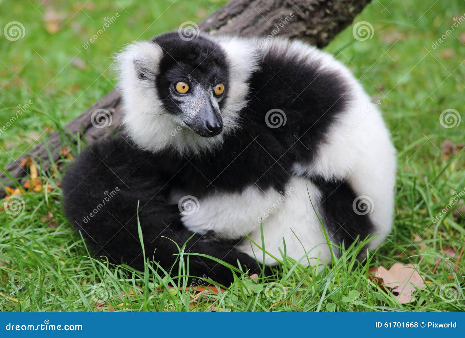Macaco branco e preto foto de stock. Imagem de pares - 61701668