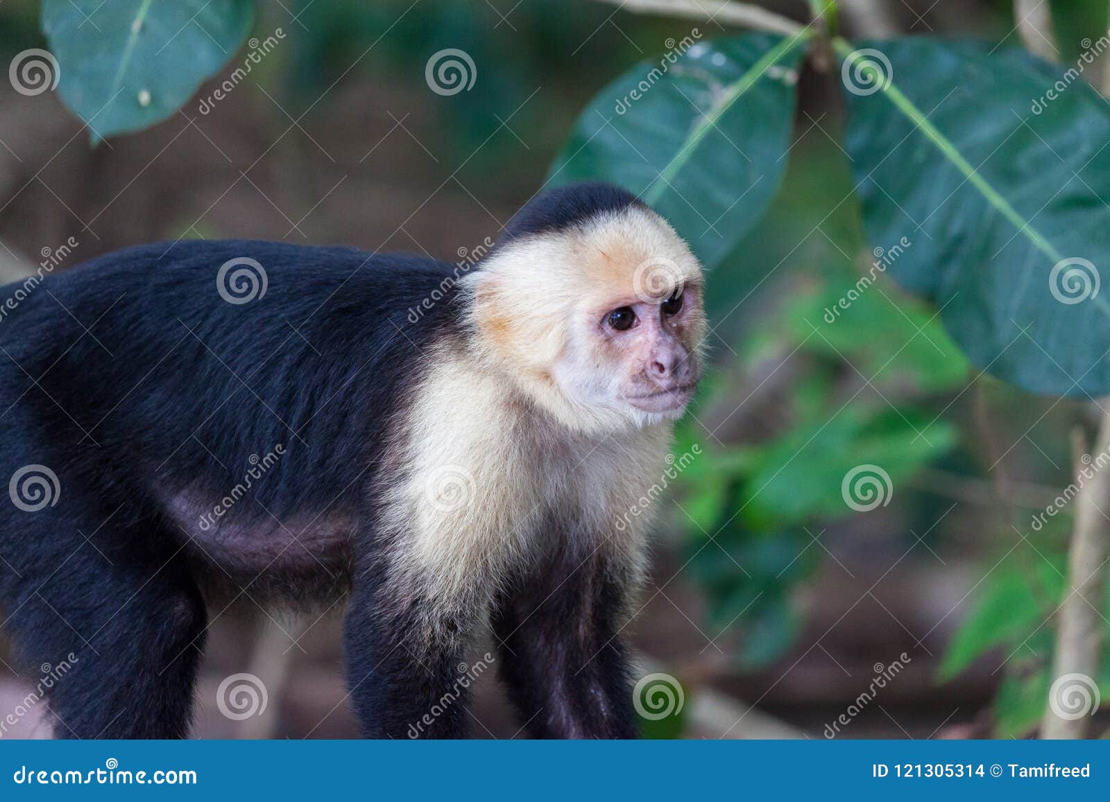 Macaco Branco Enfrentado Ou Do Capuchin Foto de Stock - Imagem de praia ...