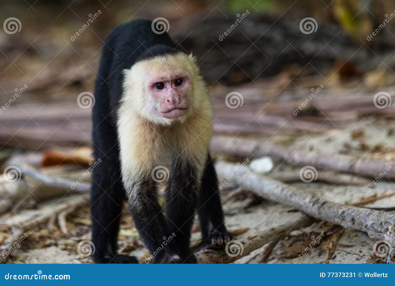 Macaco Branco Enfrentado Ou Do Capuchin Imagem de Stock - Imagem de ...