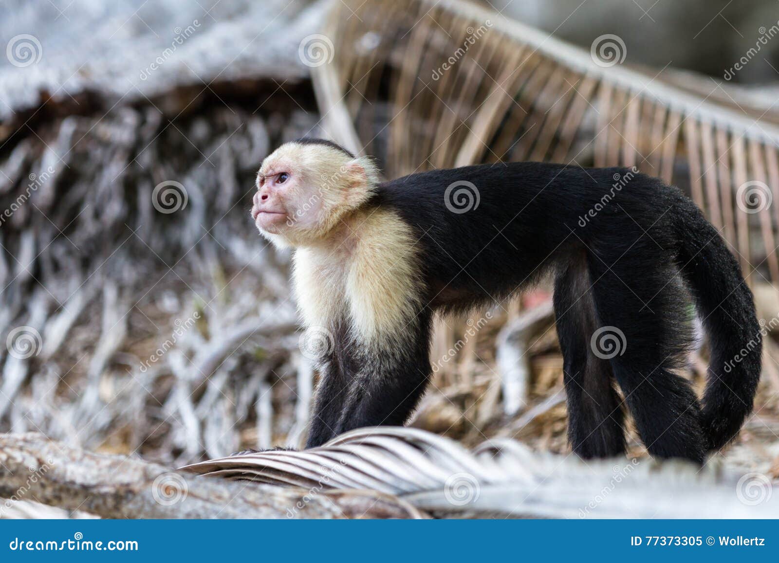 Macaco Branco Enfrentado Ou Do Capuchin Imagem de Stock - Imagem de ...