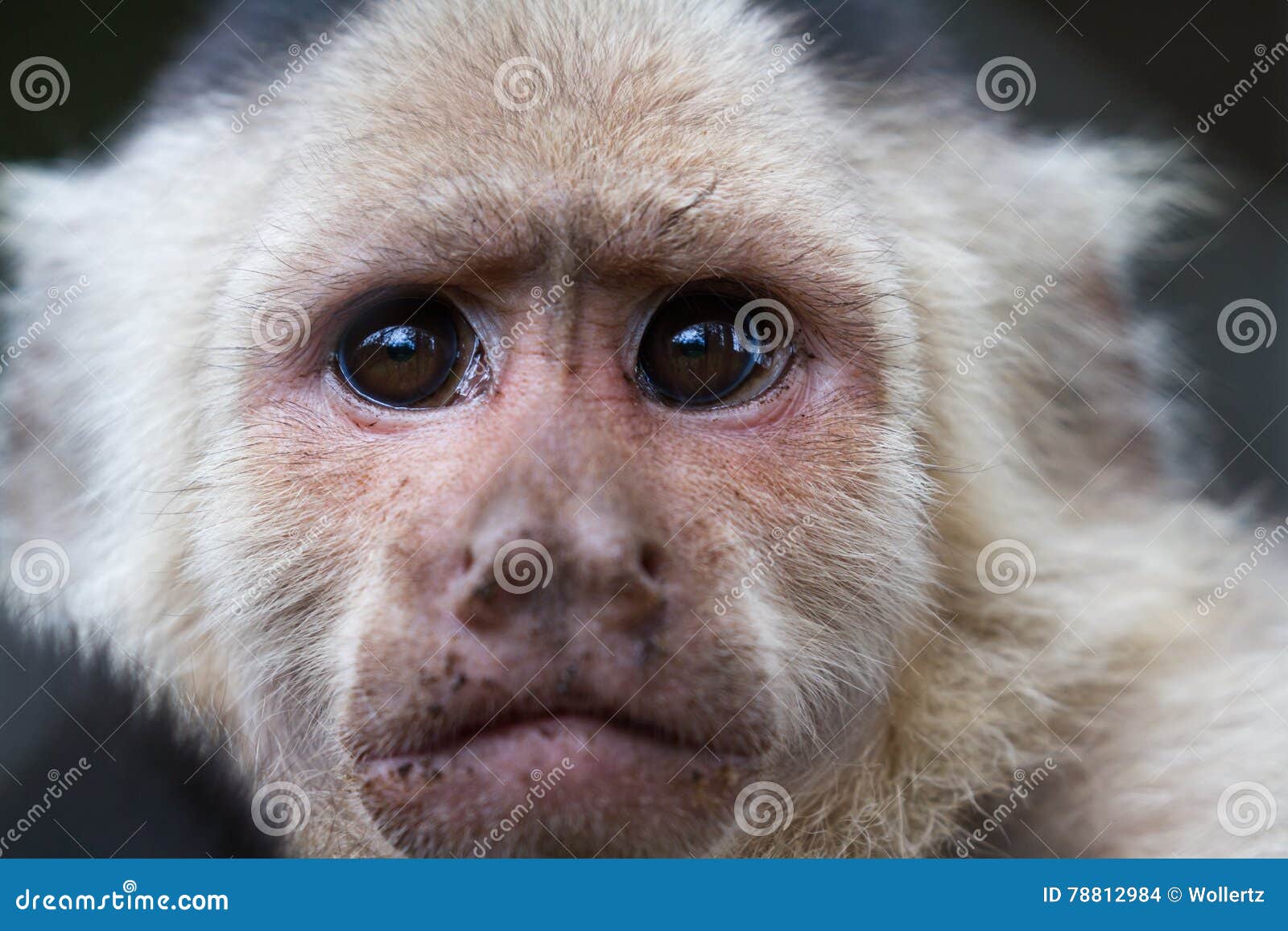 Macaco Branco-enfrentado Ou Do Capuchin - Capucinus De Cebus Foto de ...