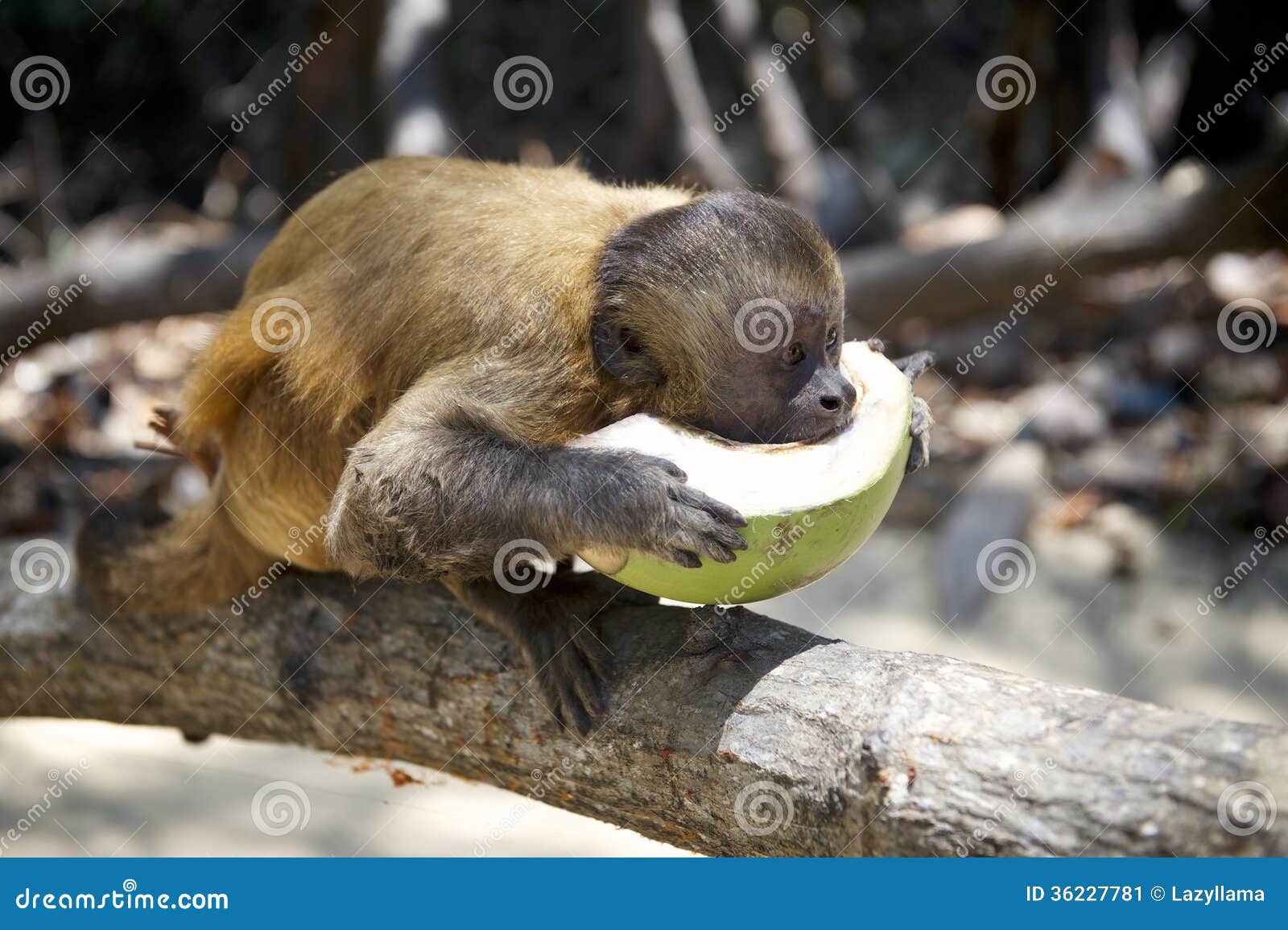Macaco Brasileiro Que Come O Coco Fresco Imagem de Stock - Imagem de ...