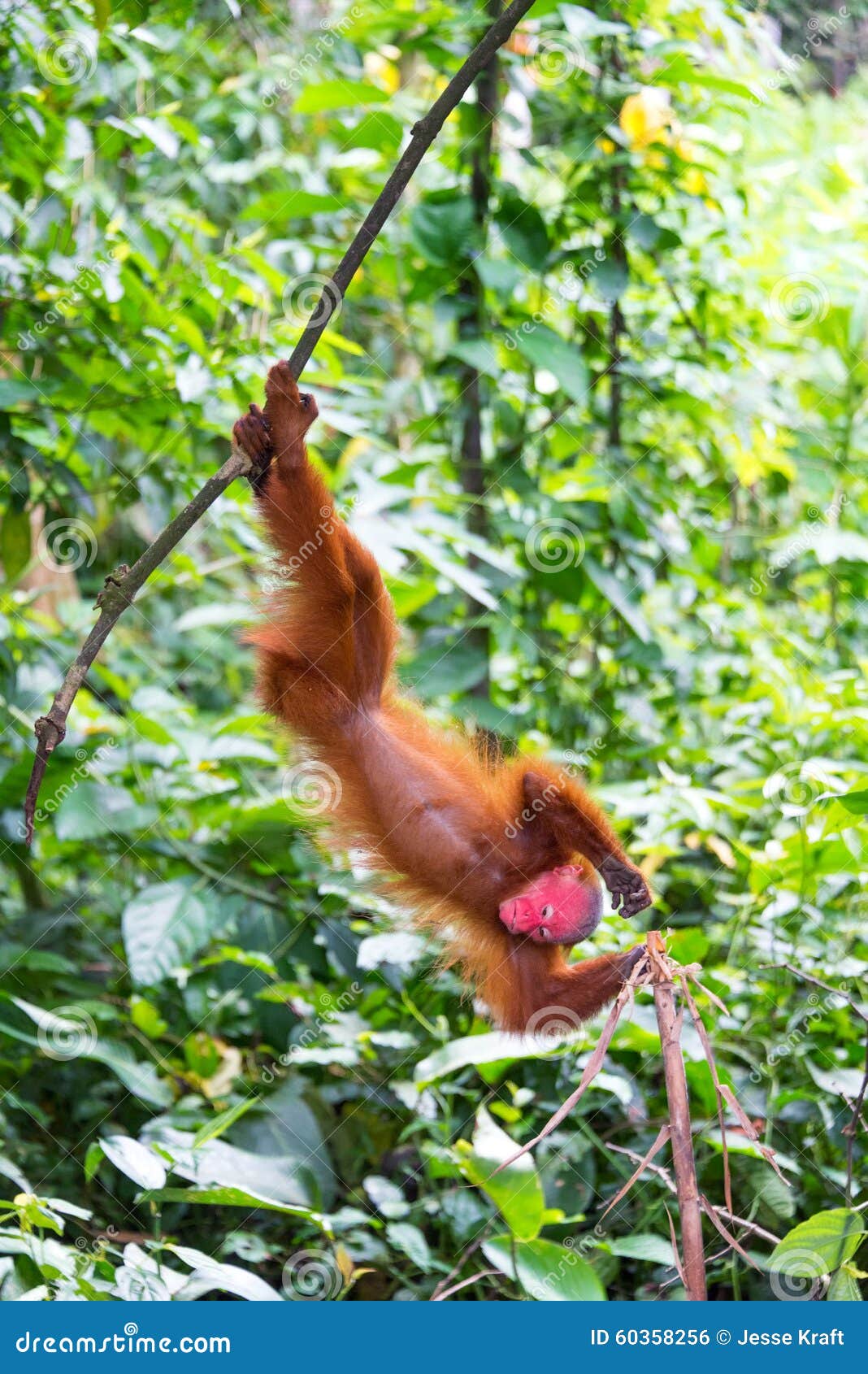 Macaco Calvo De Cabeça Para Baixo De Uakari Foto de Stock - Imagem de ...