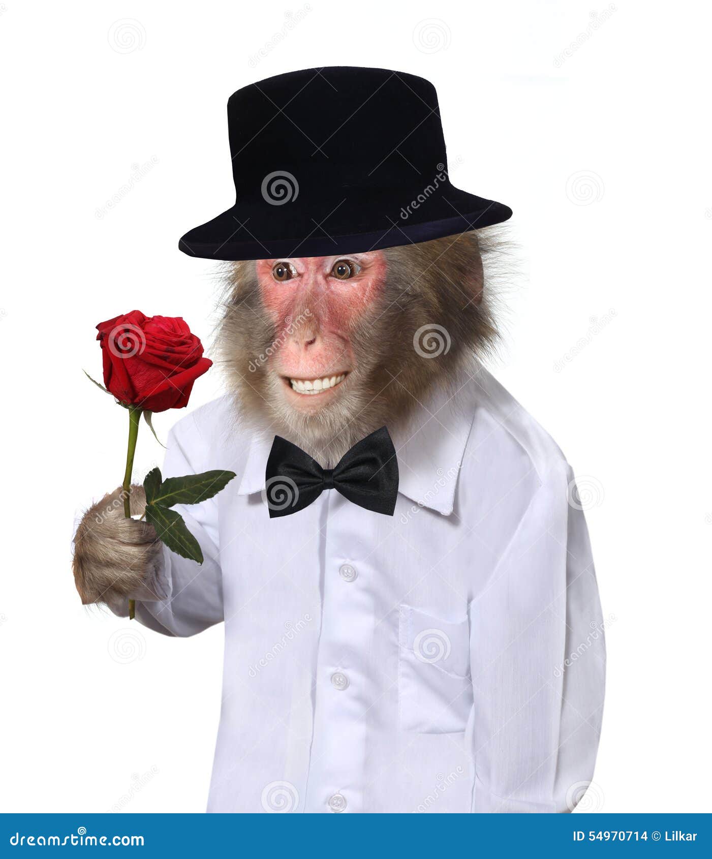 Macaco com flor foto de stock. Imagem de noivo, romântico - 54970714