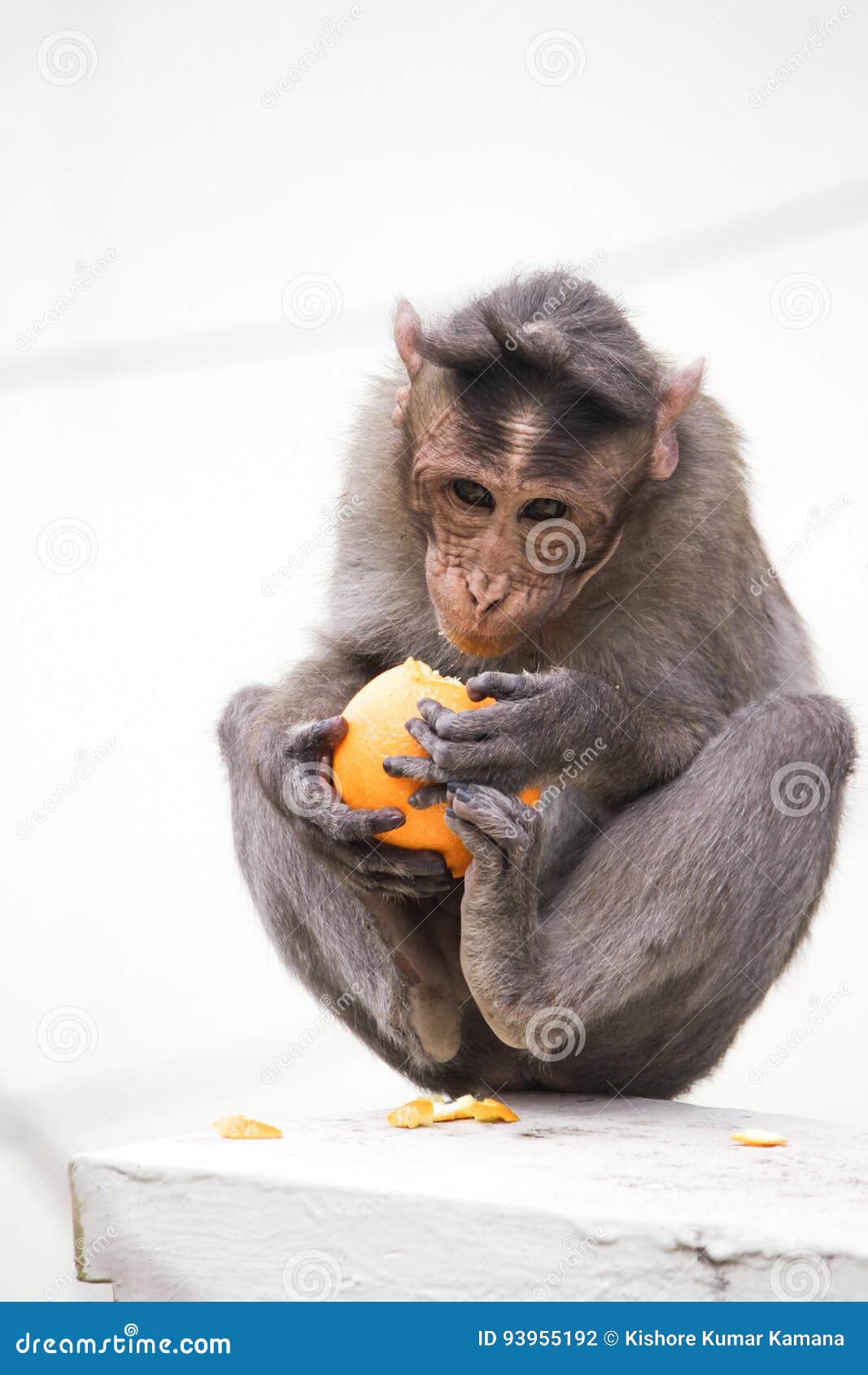 Macaco Com Fome Que Come a Laranja Foto de Stock - Imagem de macaco ...