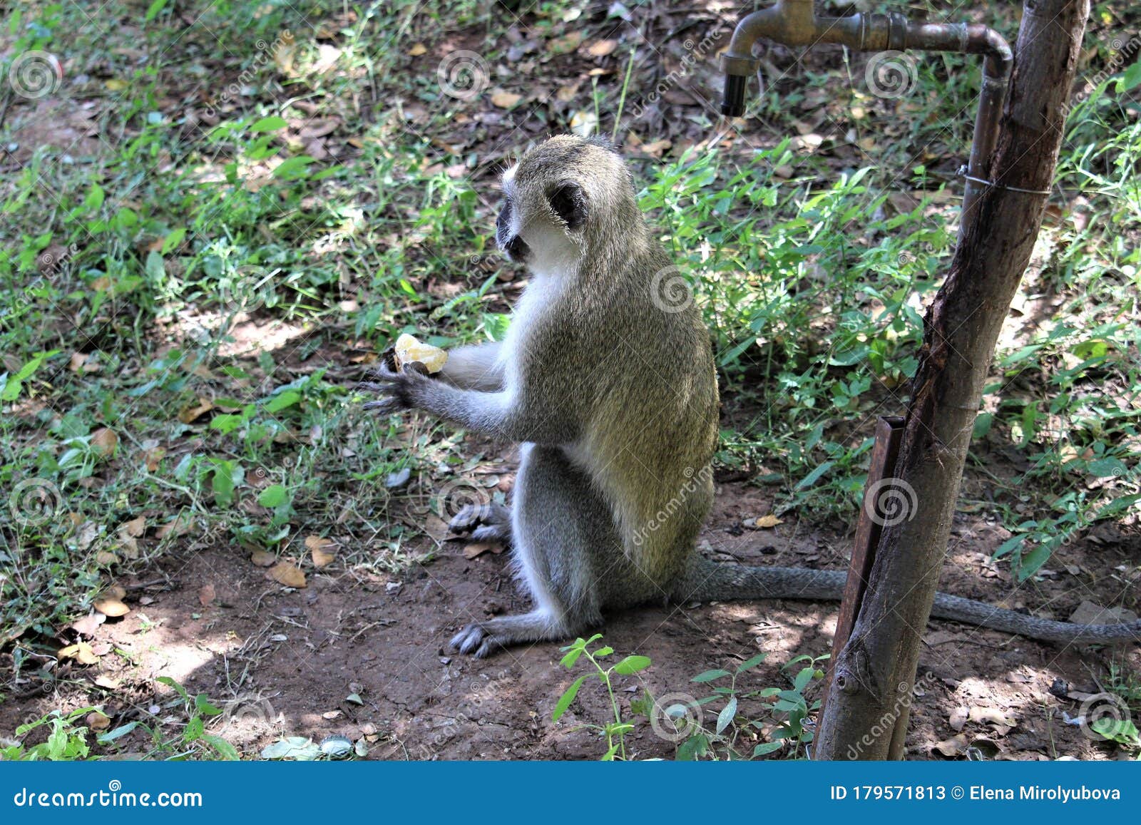 Macaco Com Fruta De Laranja Imagem de Stock - Imagem de wildlife ...