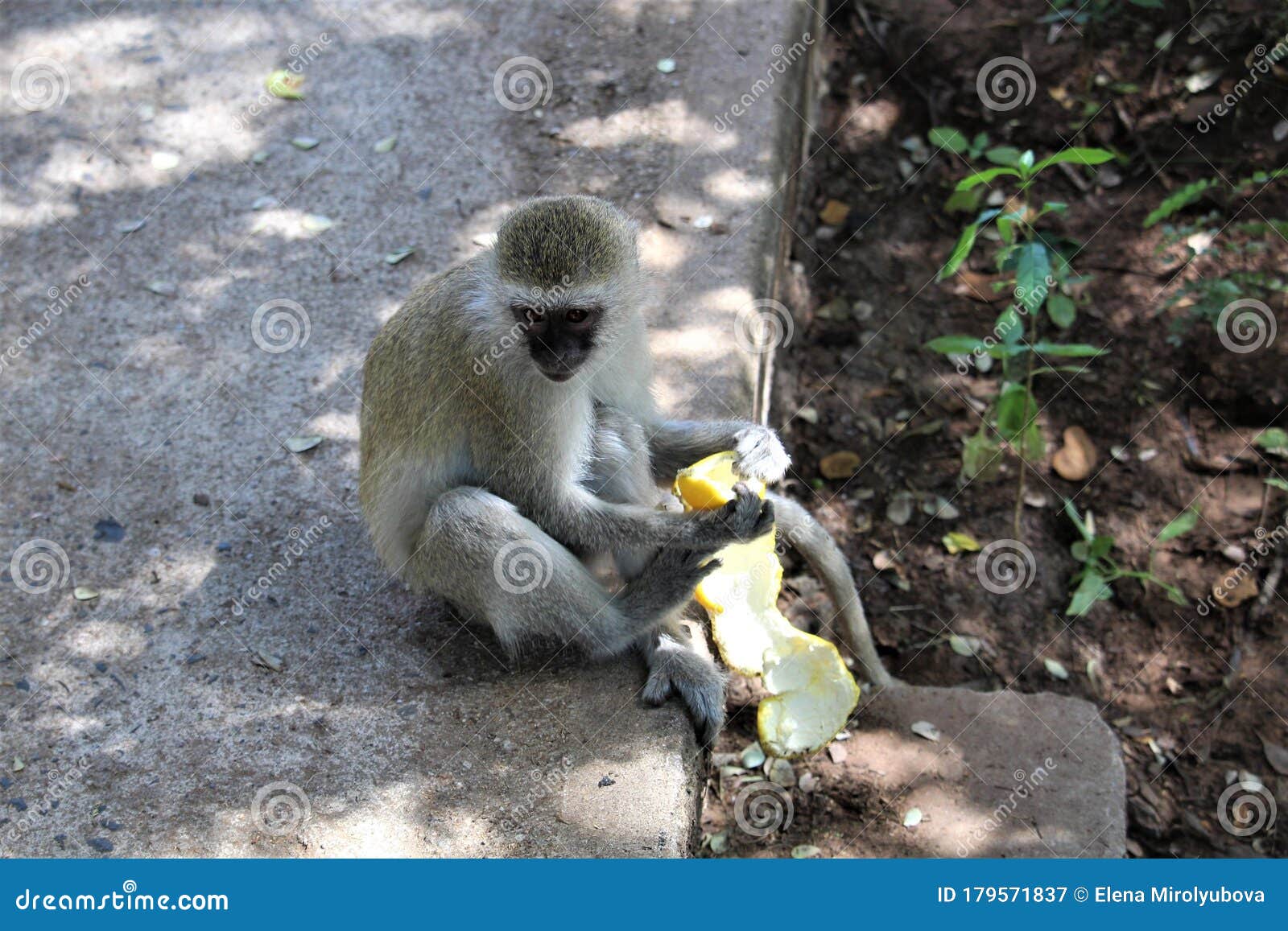 Macaco Com Fruta De Laranja Imagem de Stock - Imagem de alimento ...