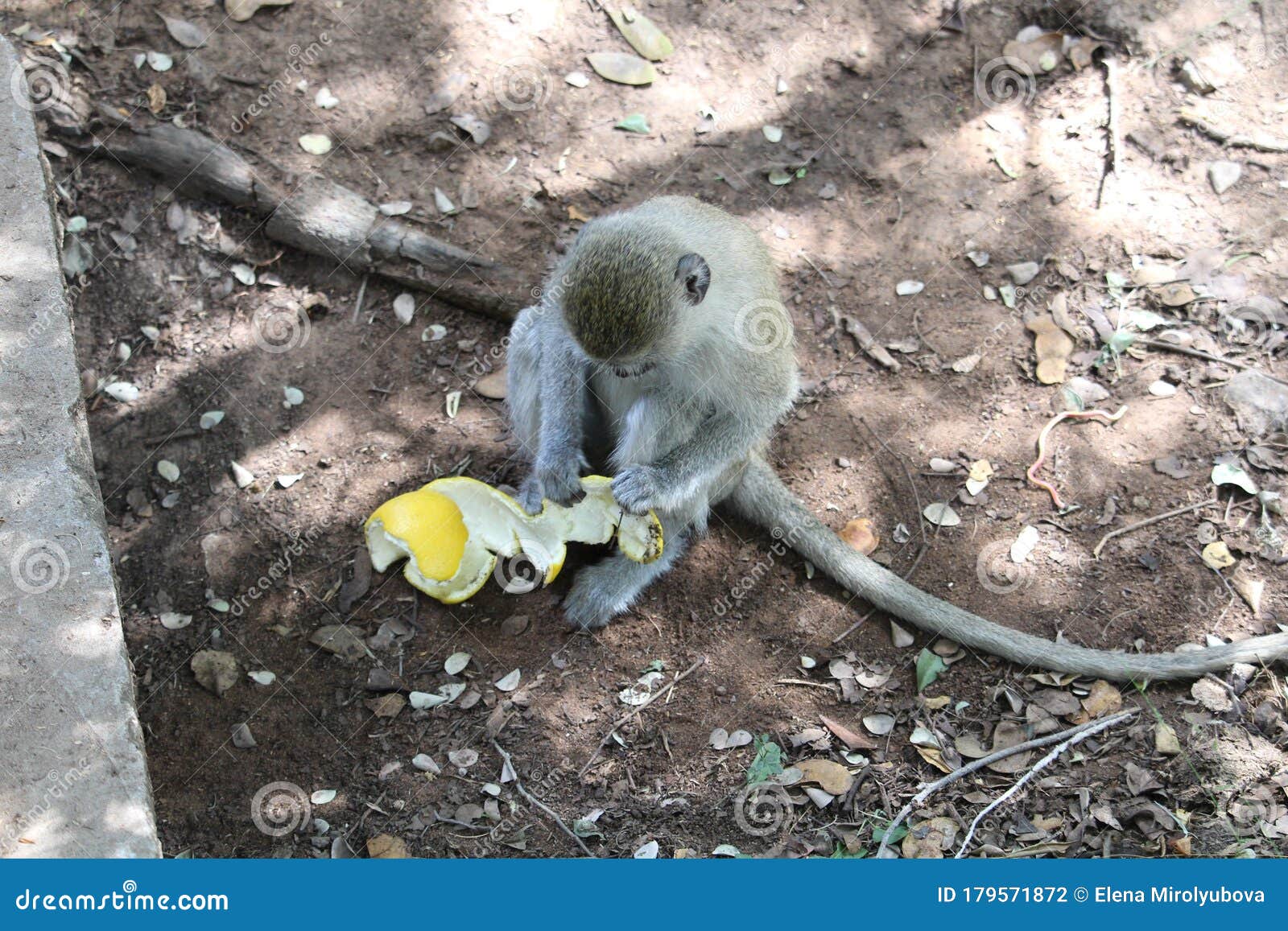 Macaco Com Fruta De Laranja Foto de Stock - Imagem de nave, animal ...