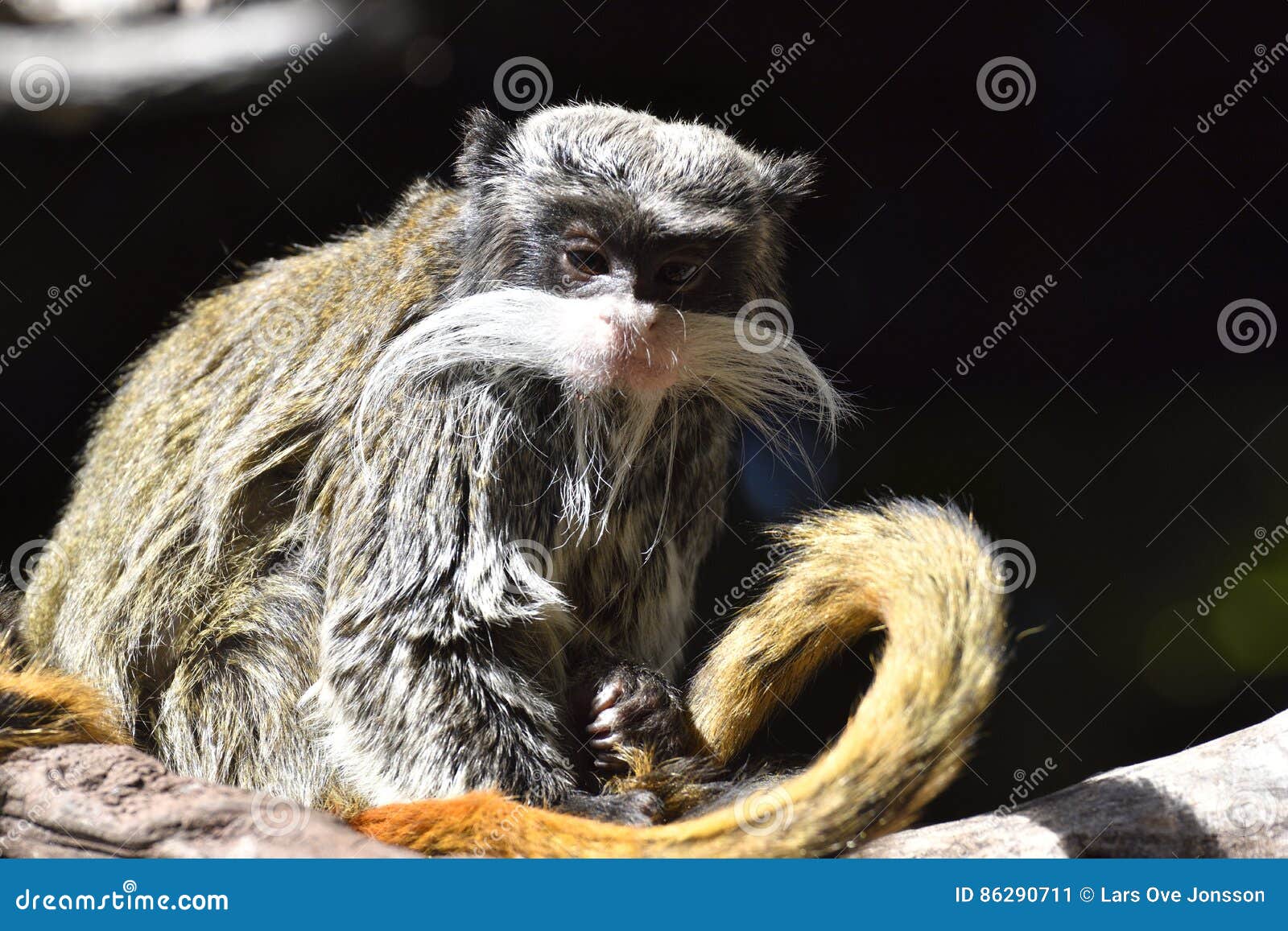 Macaco Com O Bigode Que Senta-se Em Um Ramo Imagem de Stock - Imagem de ...