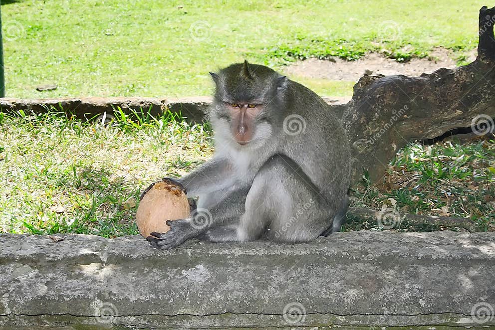 Macaco Com O Coco No Parque Foto de Stock - Imagem de cinzento ...