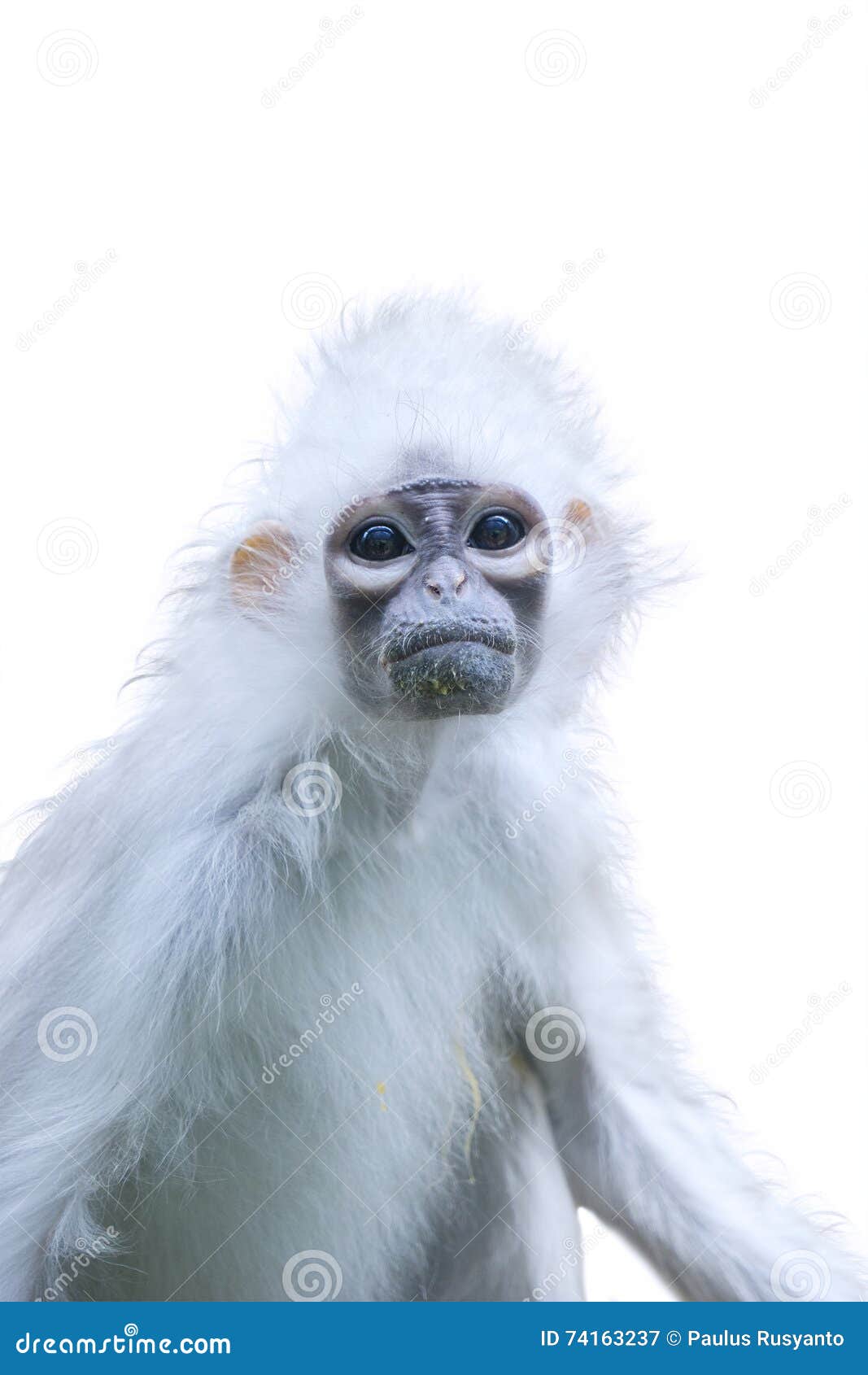 Macaco Com a Pele Branca Isolada No Branco Imagem de Stock - Imagem de ...